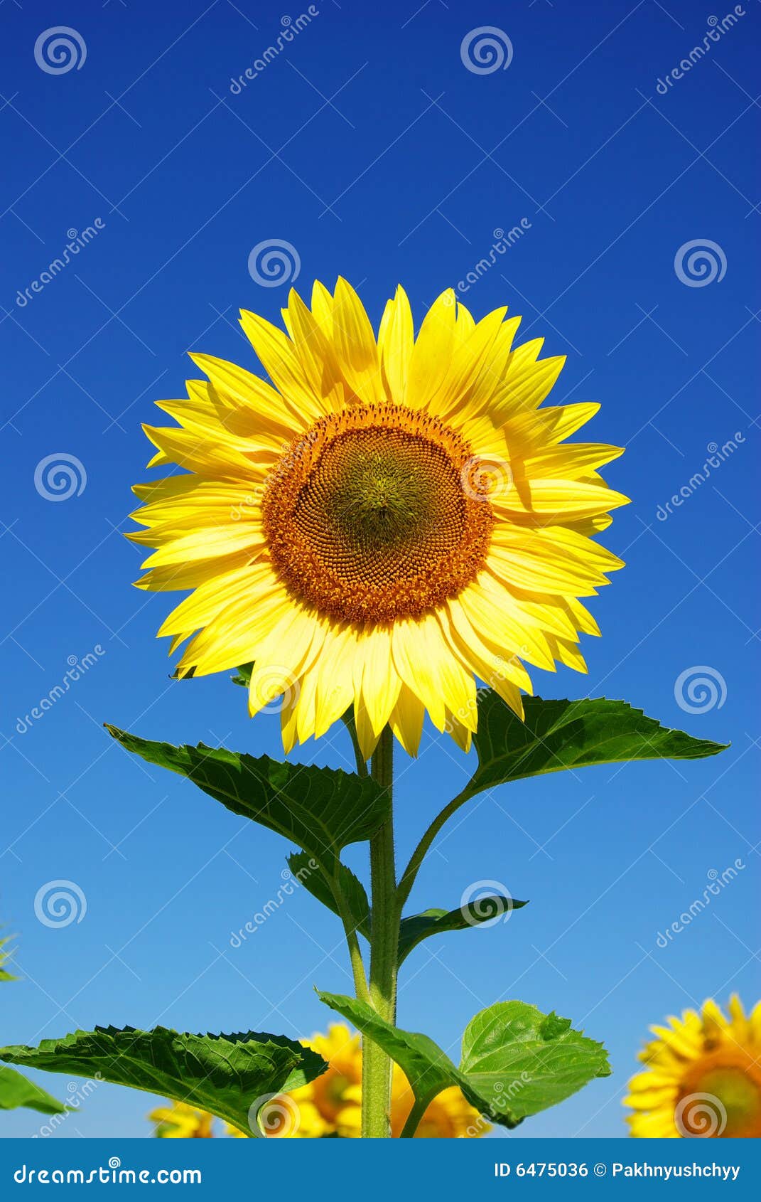 Solros arkivfoto. Bild av grön, honung, stam, löv, stationärt - 6475036