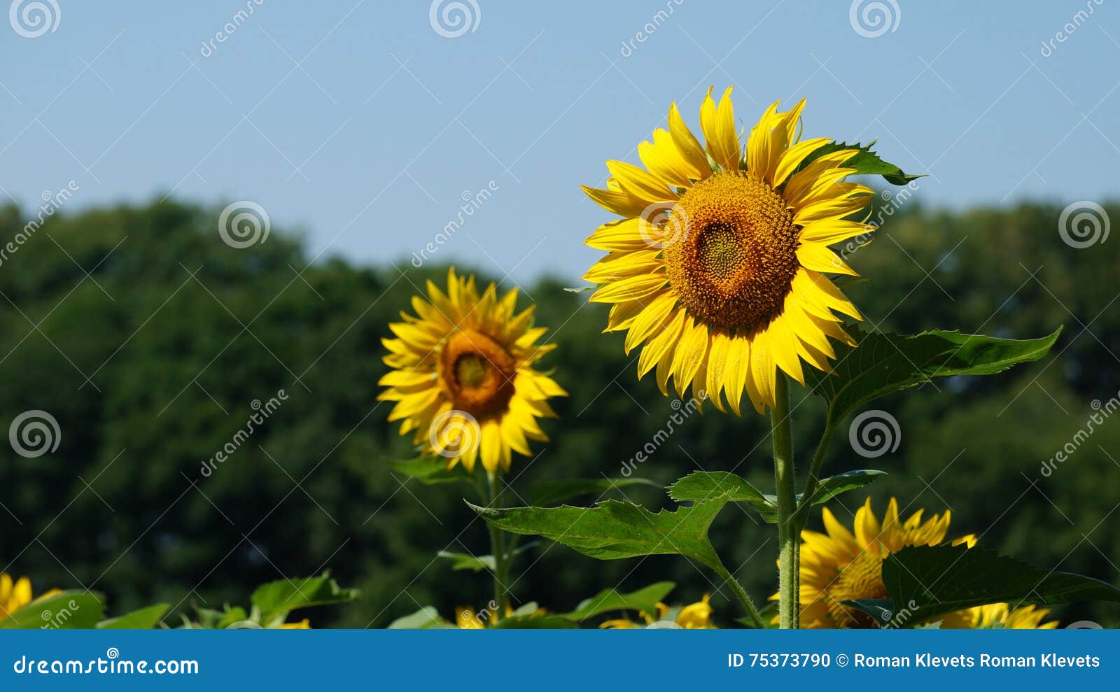 Solros arkivfoto. Bild av jordbruk, kronblad, växter - 75373790