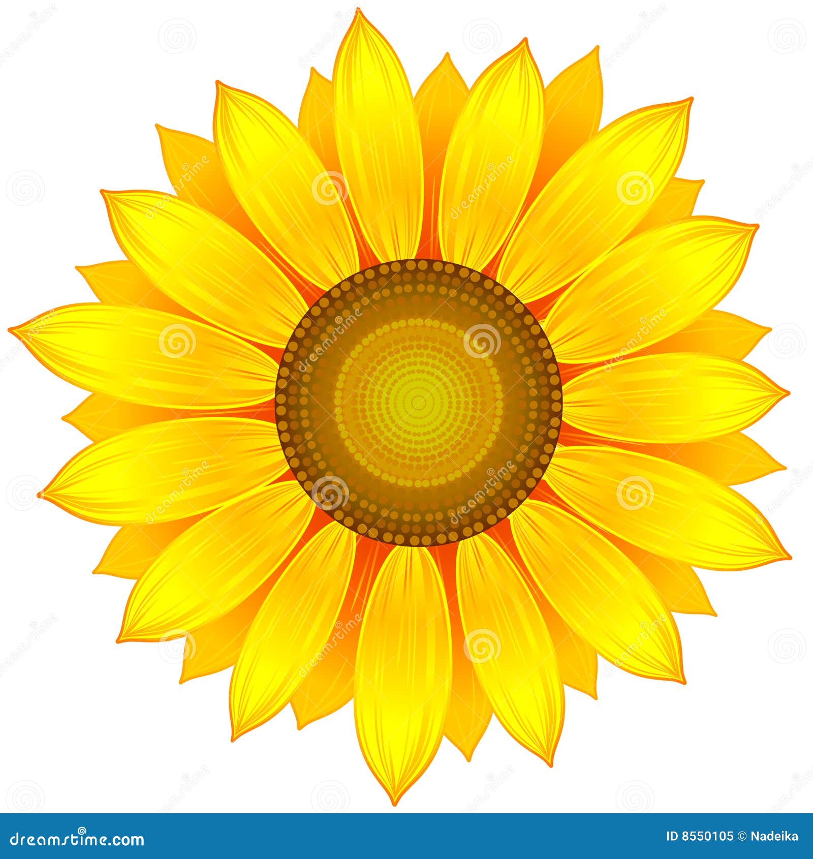 Solros vektor illustrationer. Illustration av växt, fjäder - 8550105