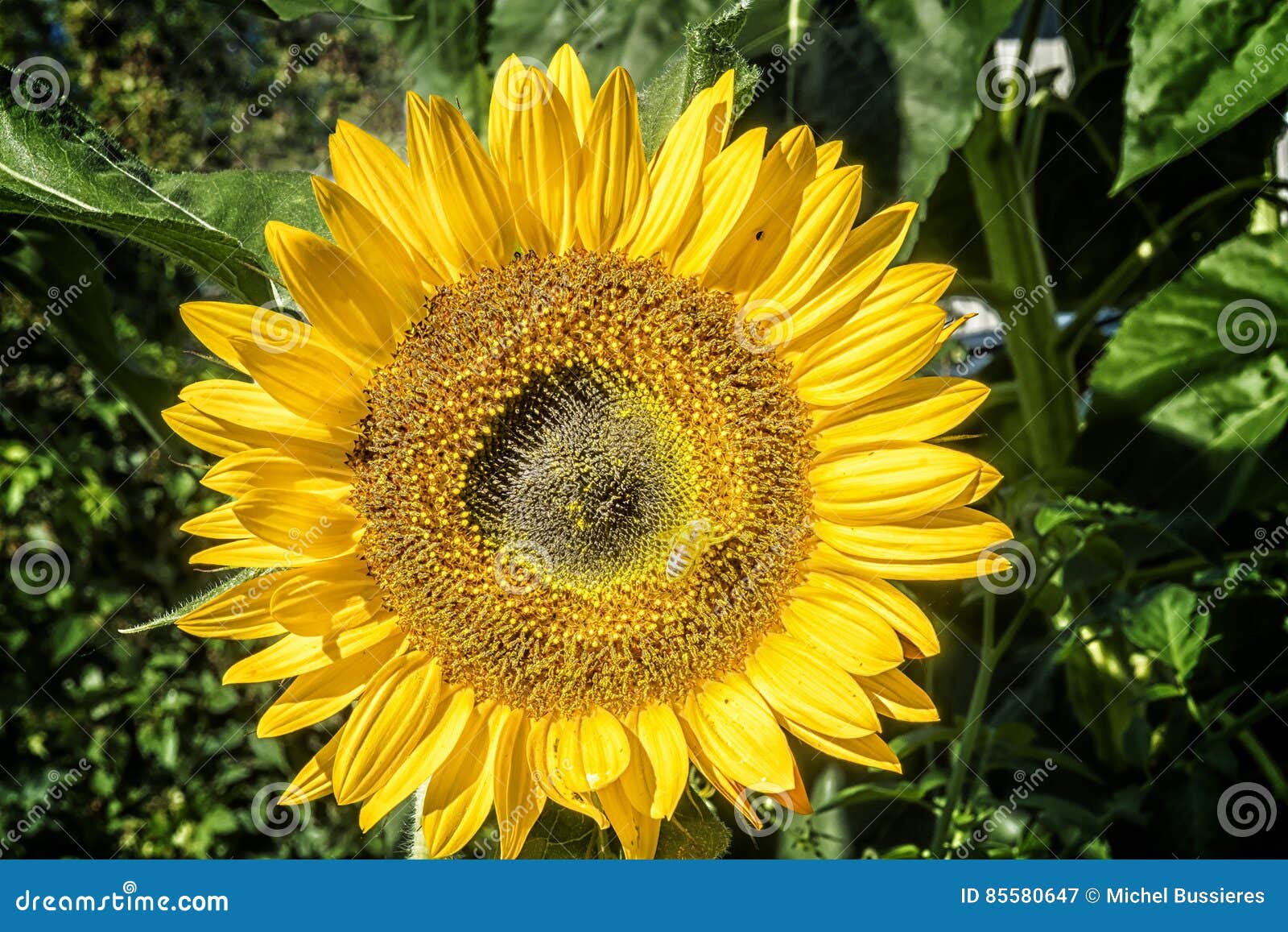 Solros fotografering för bildbyråer. Bild av petaler - 85580647
