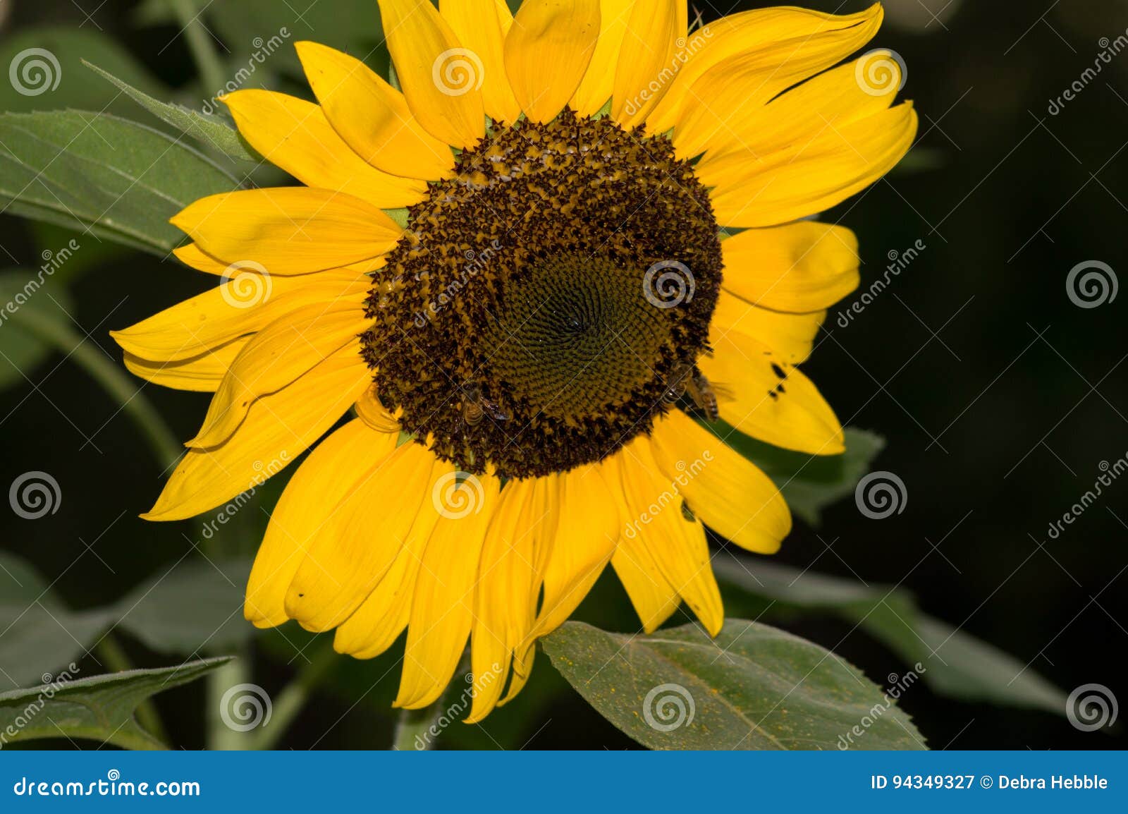 Solros fotografering för bildbyråer. Bild av sikt, petaler - 94349327