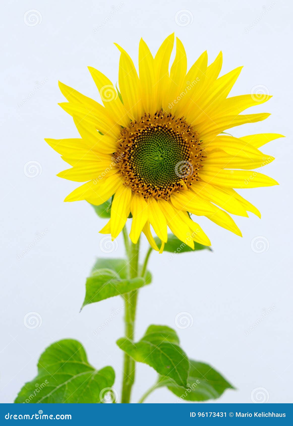 Solros fotografering för bildbyråer. Bild av inget, petaler - 96173431