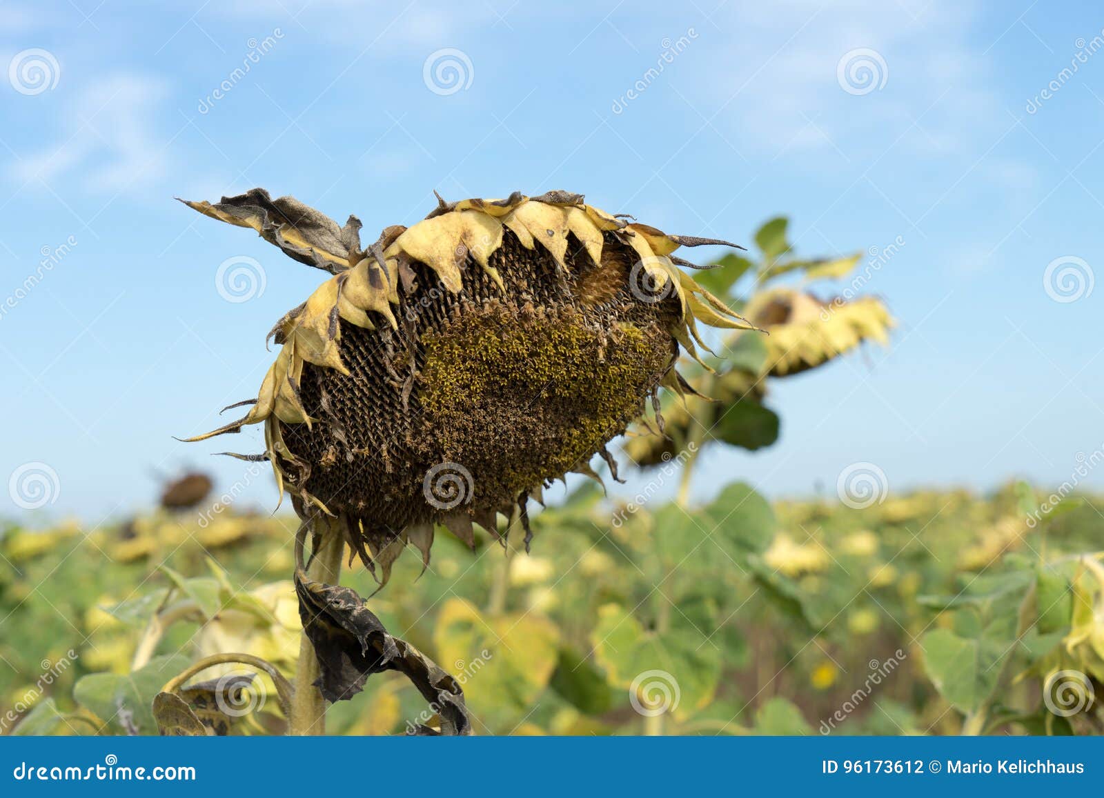 Solros arkivfoto. Bild av blomma, urblektt, blodsugare - 96173612