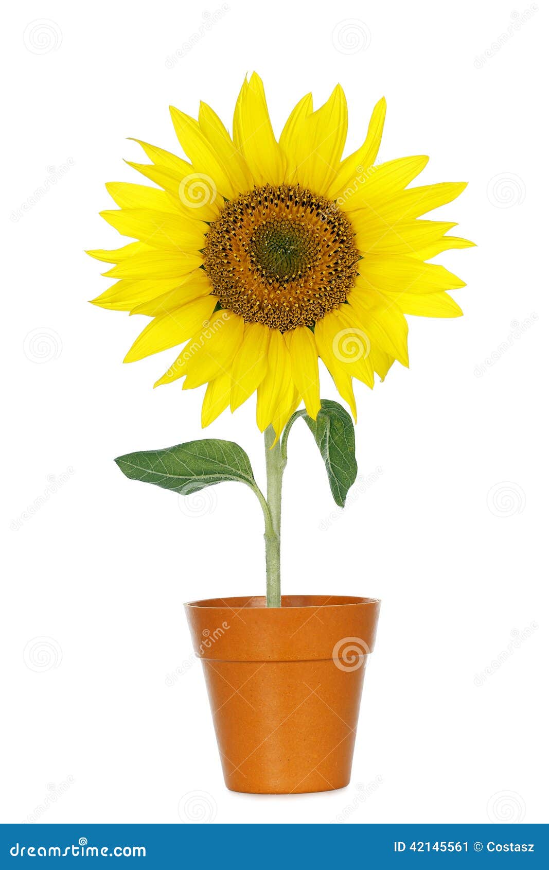 Solros i kruka fotografering för bildbyråer. Bild av växt - 42145561