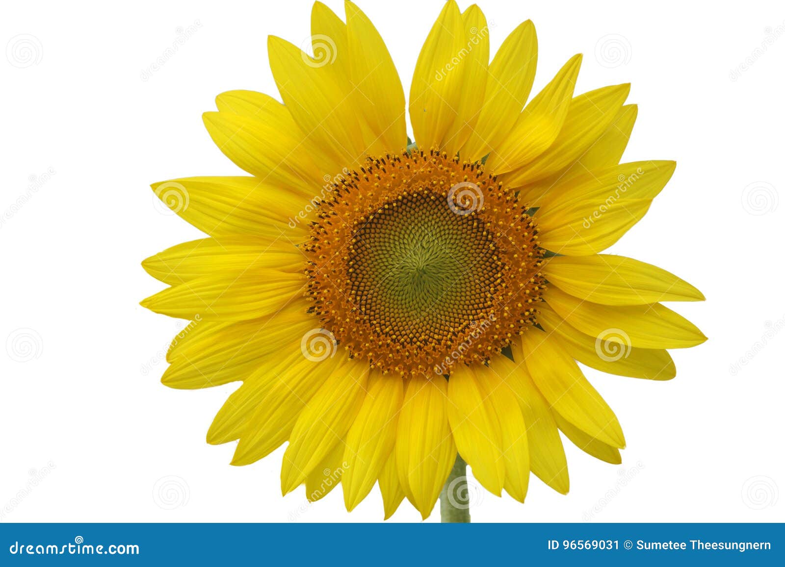 Solros Isolerad Vit Bakgrund Fotografering för Bildbyråer - Bild av ...