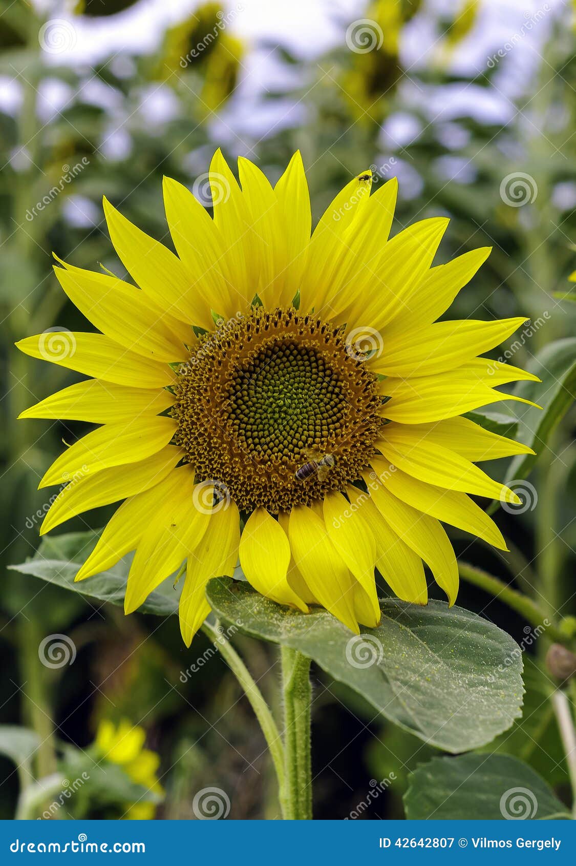 Solros med bin fotografering för bildbyråer. Bild av sommar - 42642807