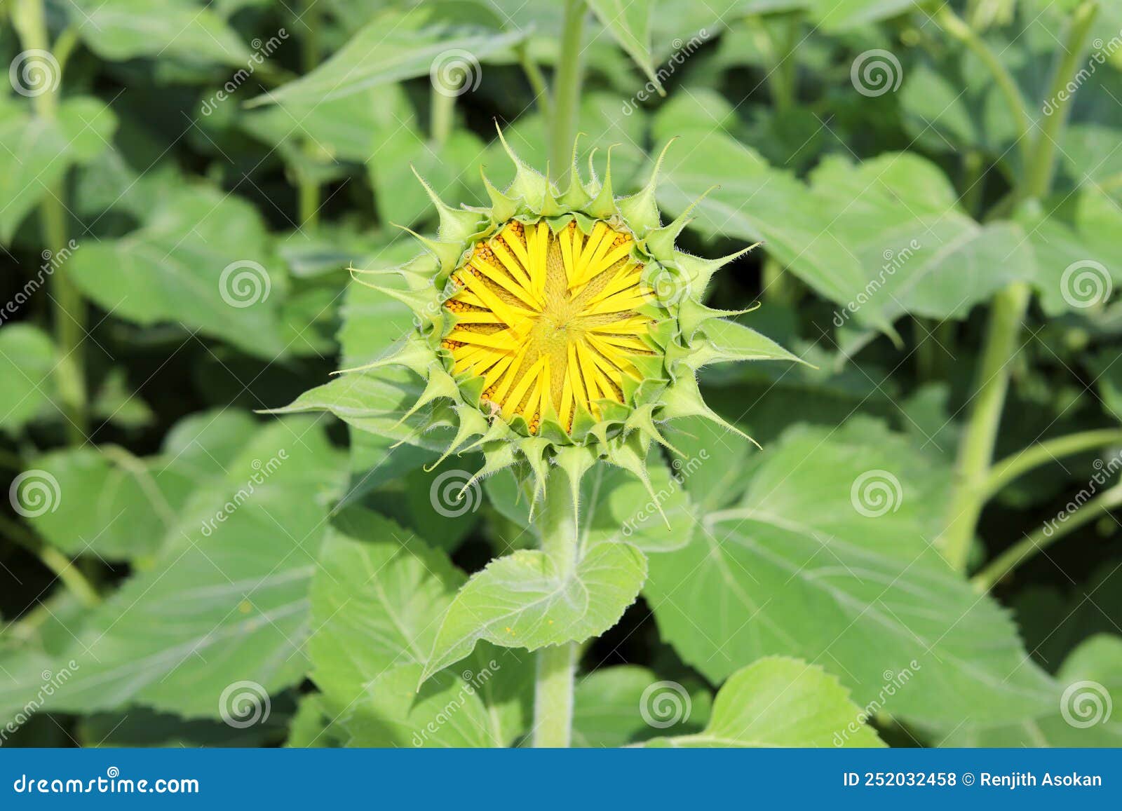 Solros med bin arkivfoto. Bild av växt, kryp, chennai - 252032458