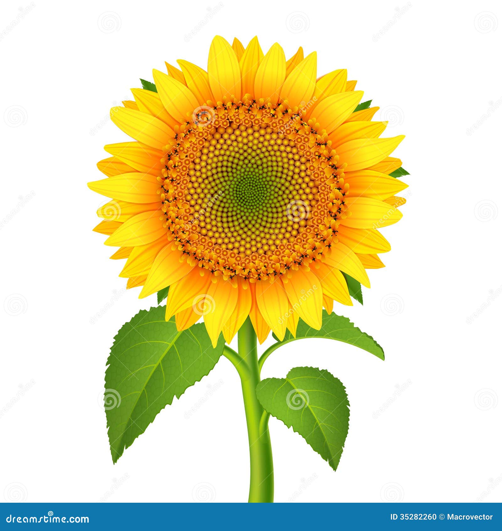Solros med pedicle vektor illustrationer. Illustration av cirkel - 35282260