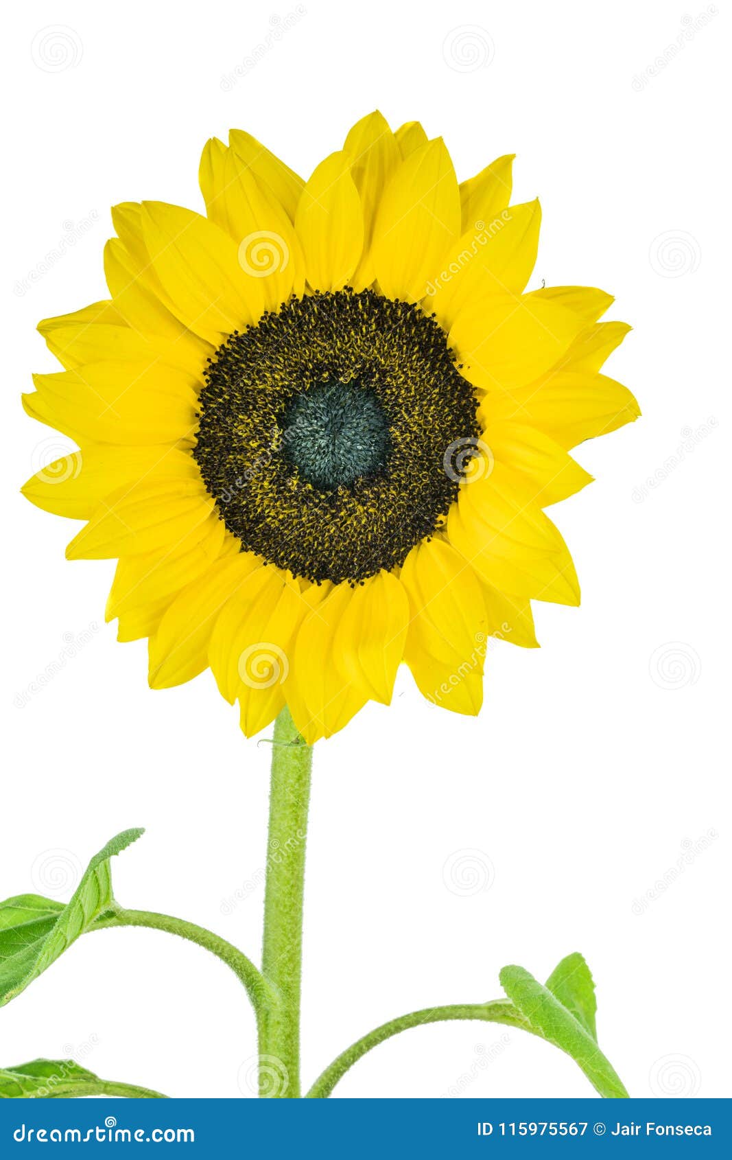 Solros med vit bakgrund fotografering för bildbyråer. Bild av växt ...