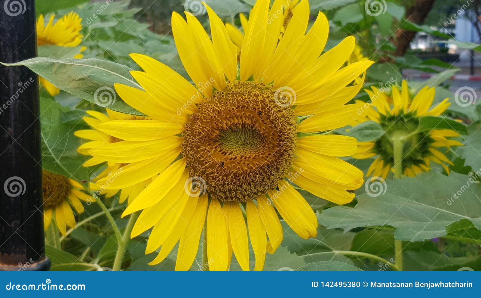 Solros arkivfoto. Bild av solros, natur, naturligt, växt - 142495380