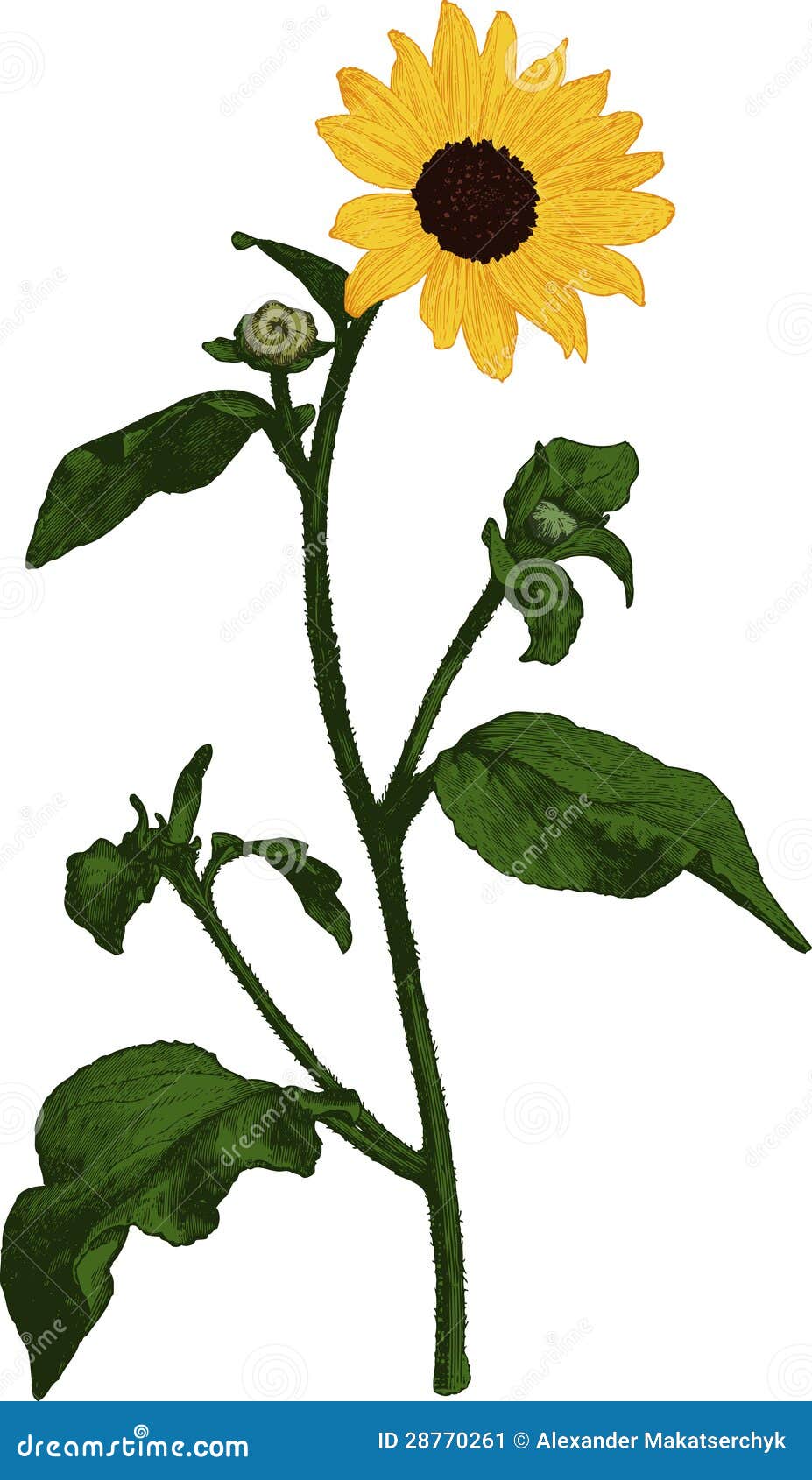 Solros. Vektor vektor illustrationer. Illustration av blomma - 28770261