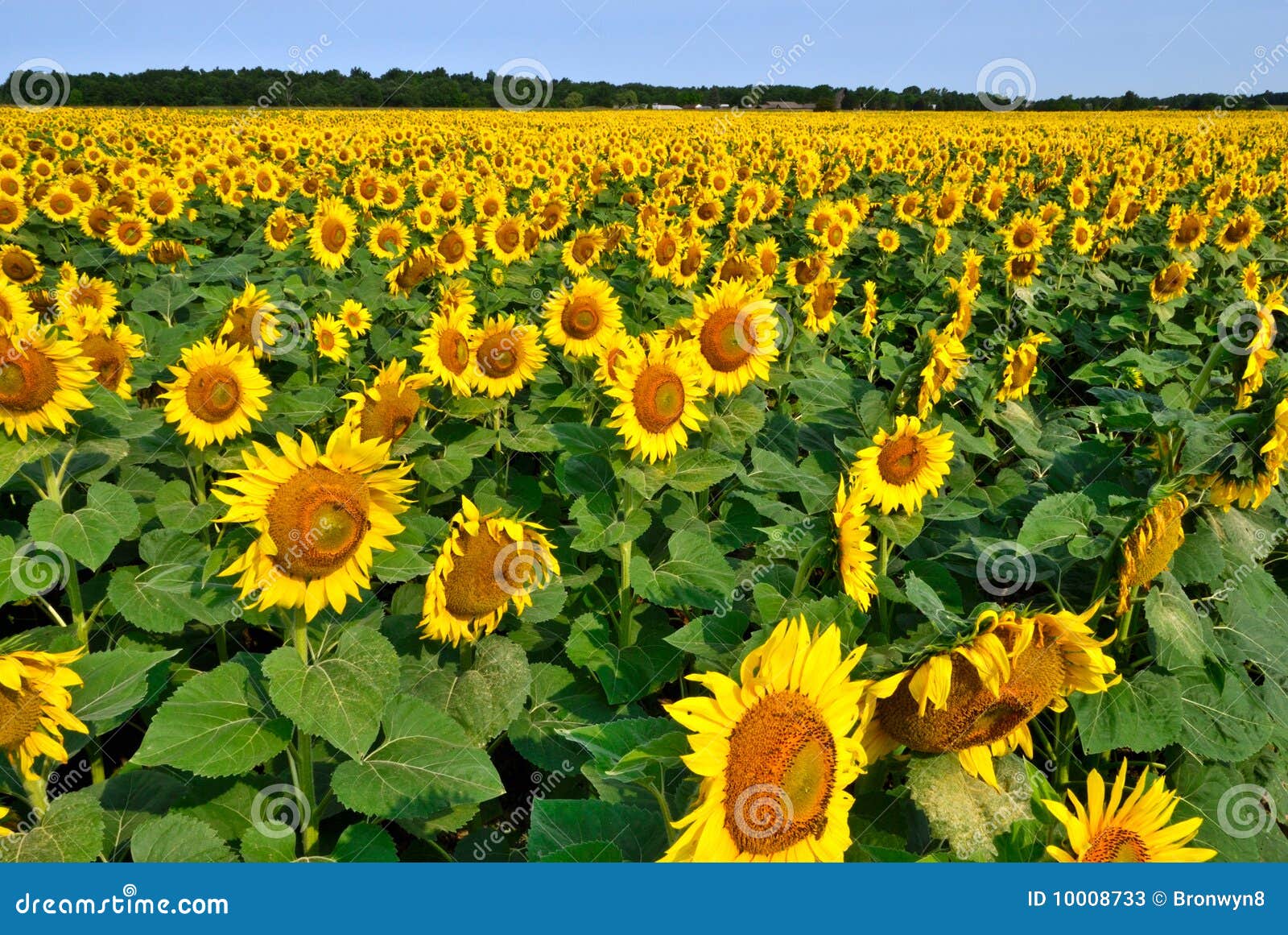 Solrosor fotografering för bildbyråer. Bild av liggande - 10008733