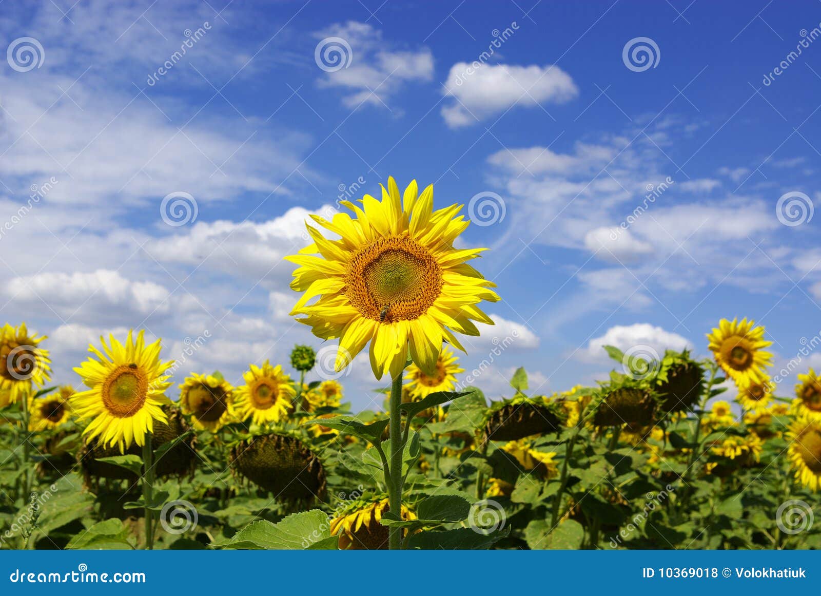 Solrosor arkivfoto. Bild av himmel, härlig, sommar, tillväxt - 10369018