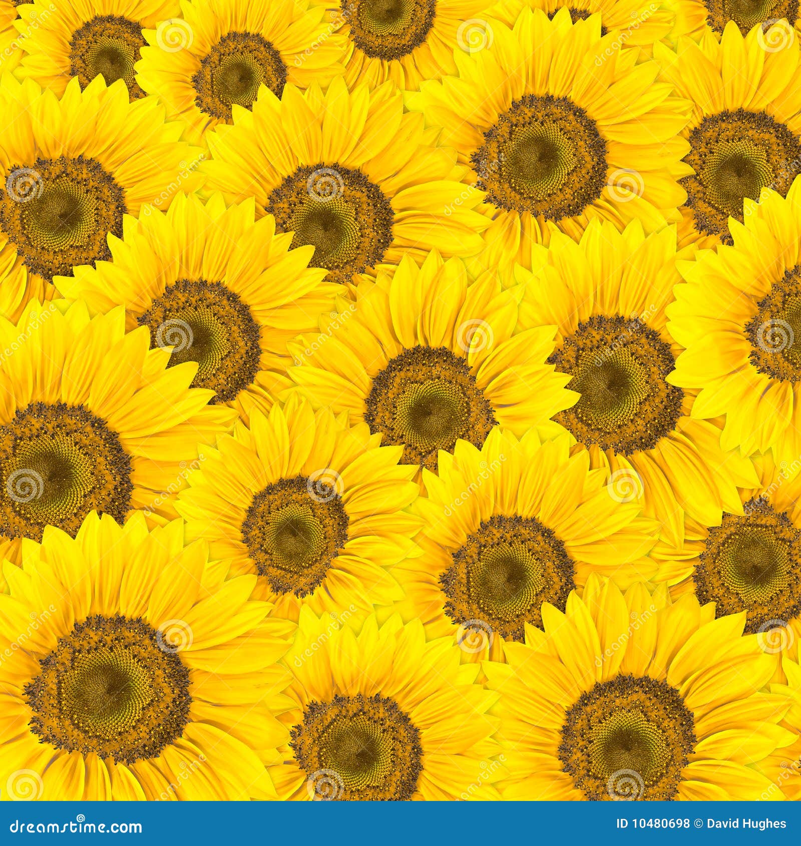 Solrosor arkivfoto. Bild av bostonian, soligt, färgrikt - 10480698