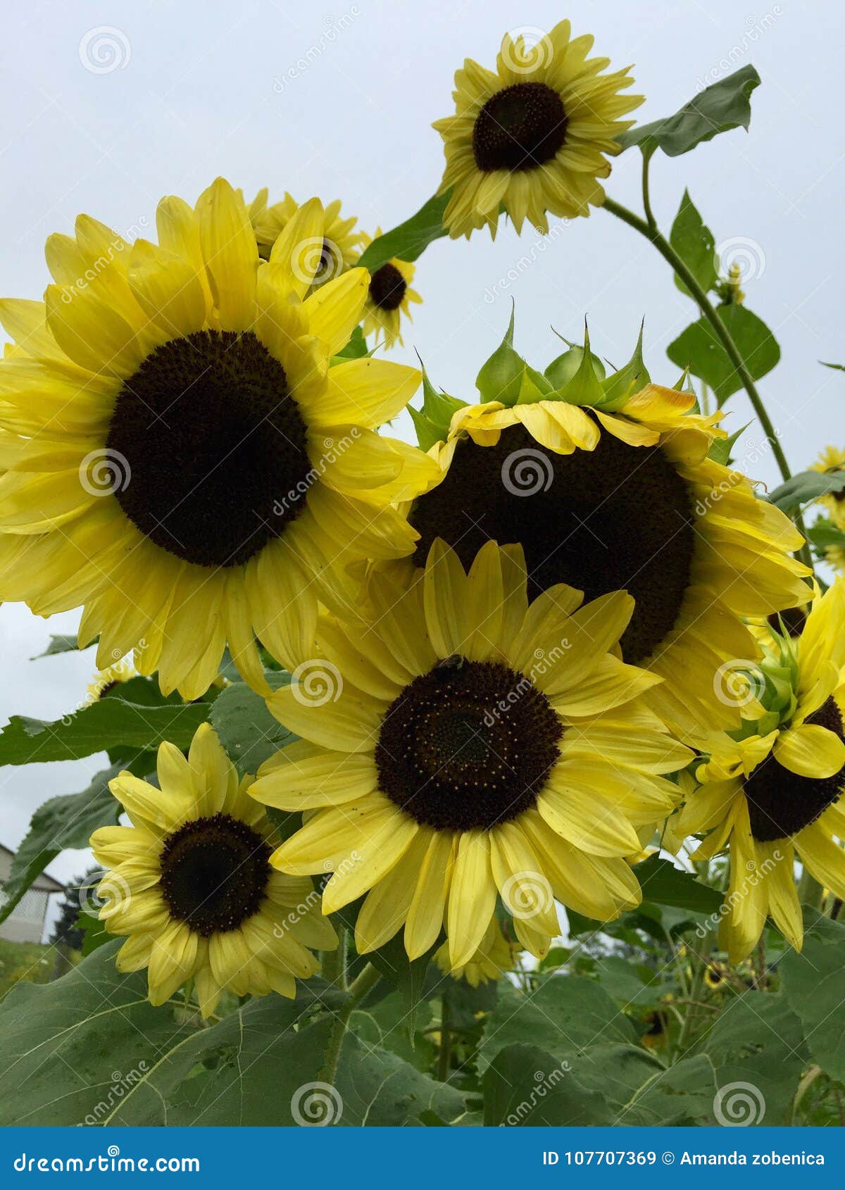 Solrosor fotografering för bildbyråer. Bild av grönsak - 107707369