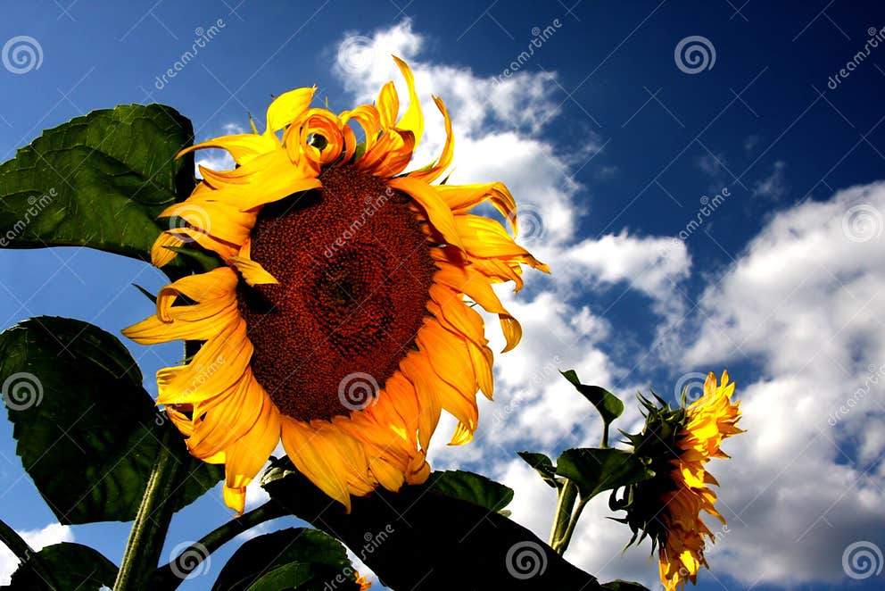 Solrosor fotografering för bildbyråer. Bild av himmel - 10836127