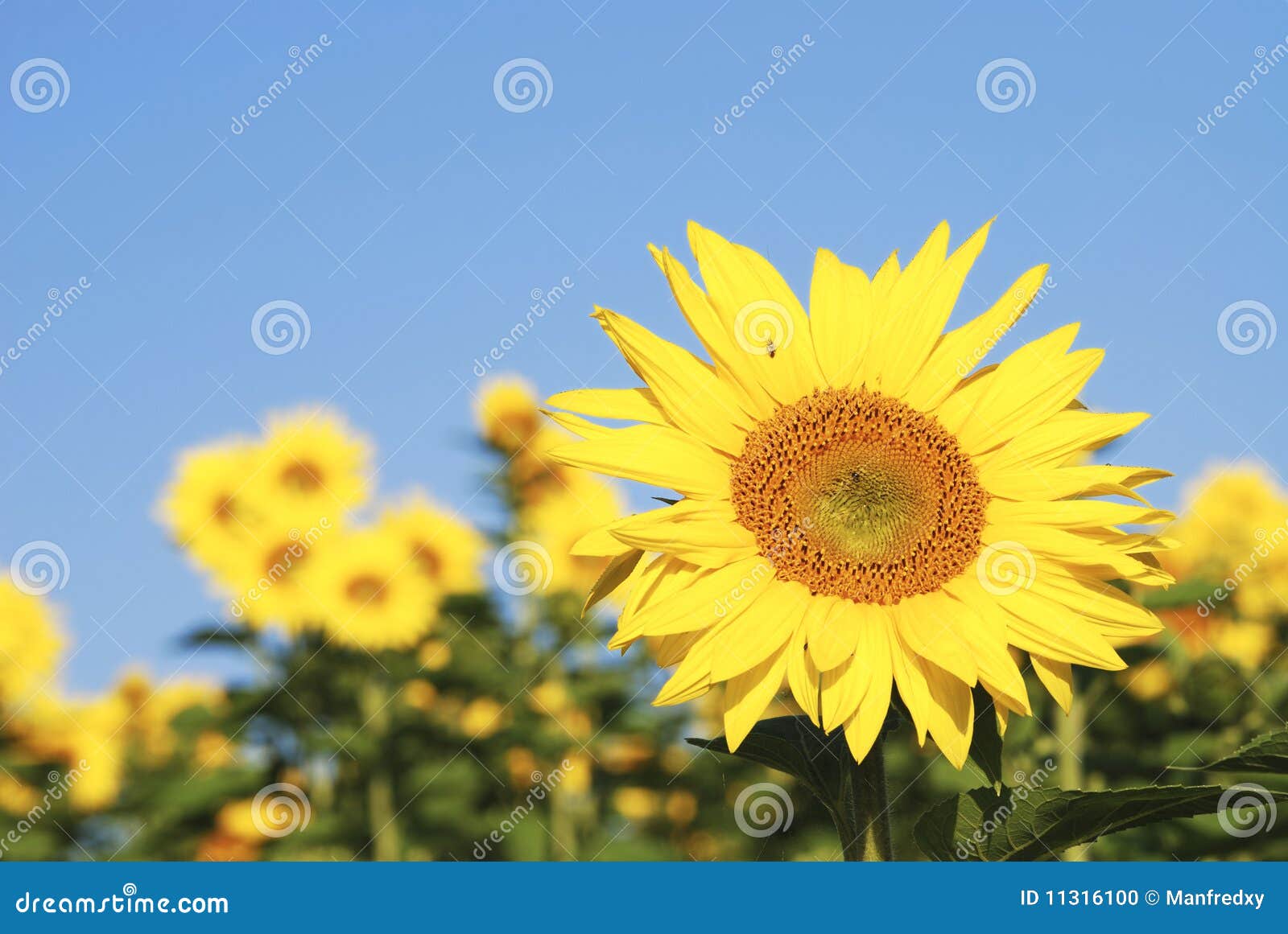 Solrosor arkivfoto. Bild av himmel, blomma, kronblad - 11316100