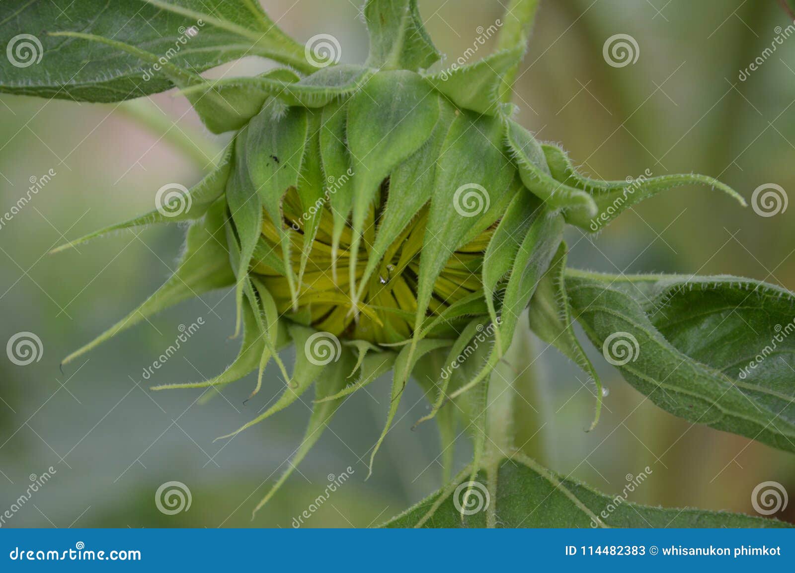 Solrosor fotografering för bildbyråer. Bild av solrosor - 114482383