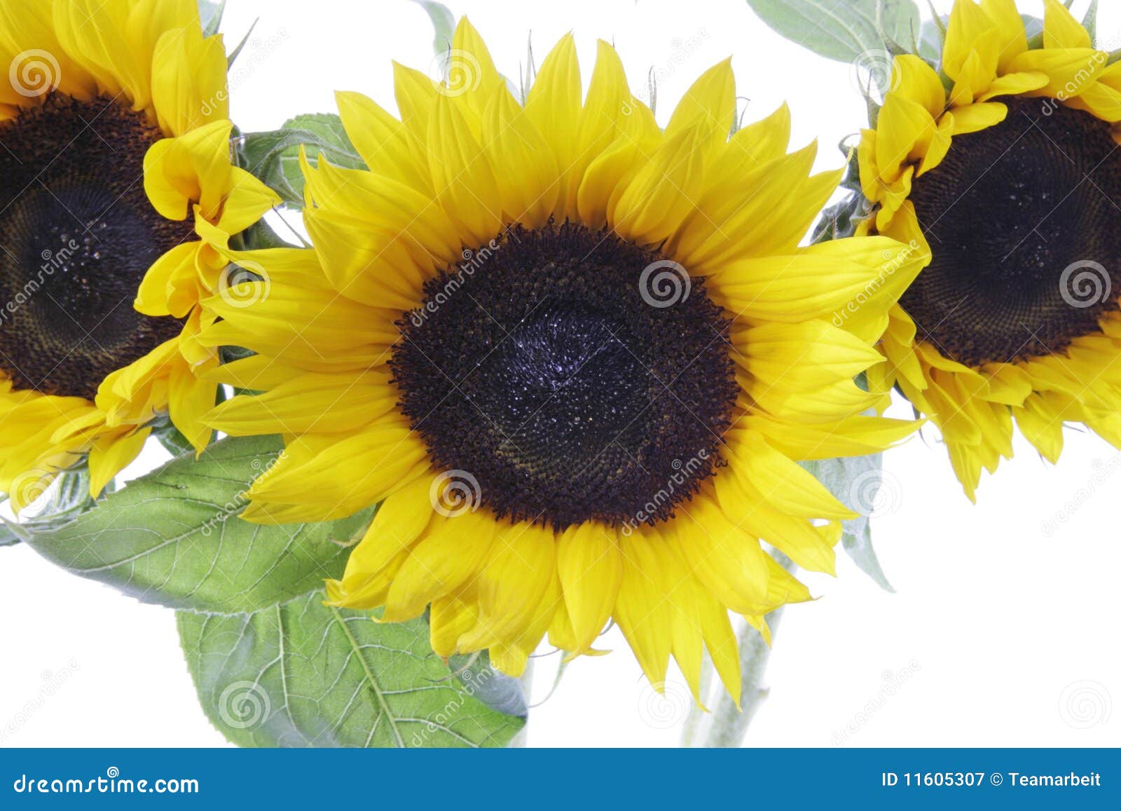 Solrosor fotografering för bildbyråer. Bild av isolerat - 11605307