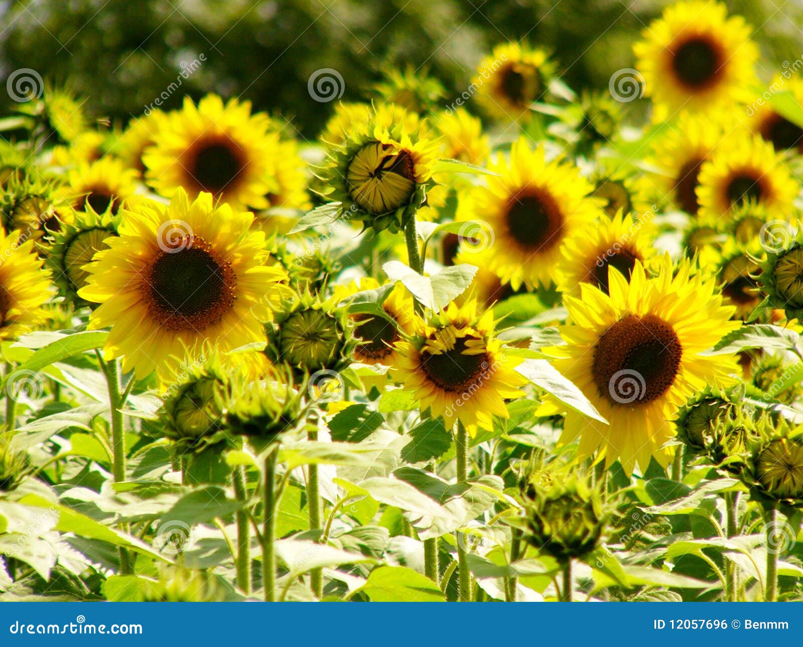 Solrosor arkivfoto. Bild av jord, organiskt, färg, cirkel - 12057696