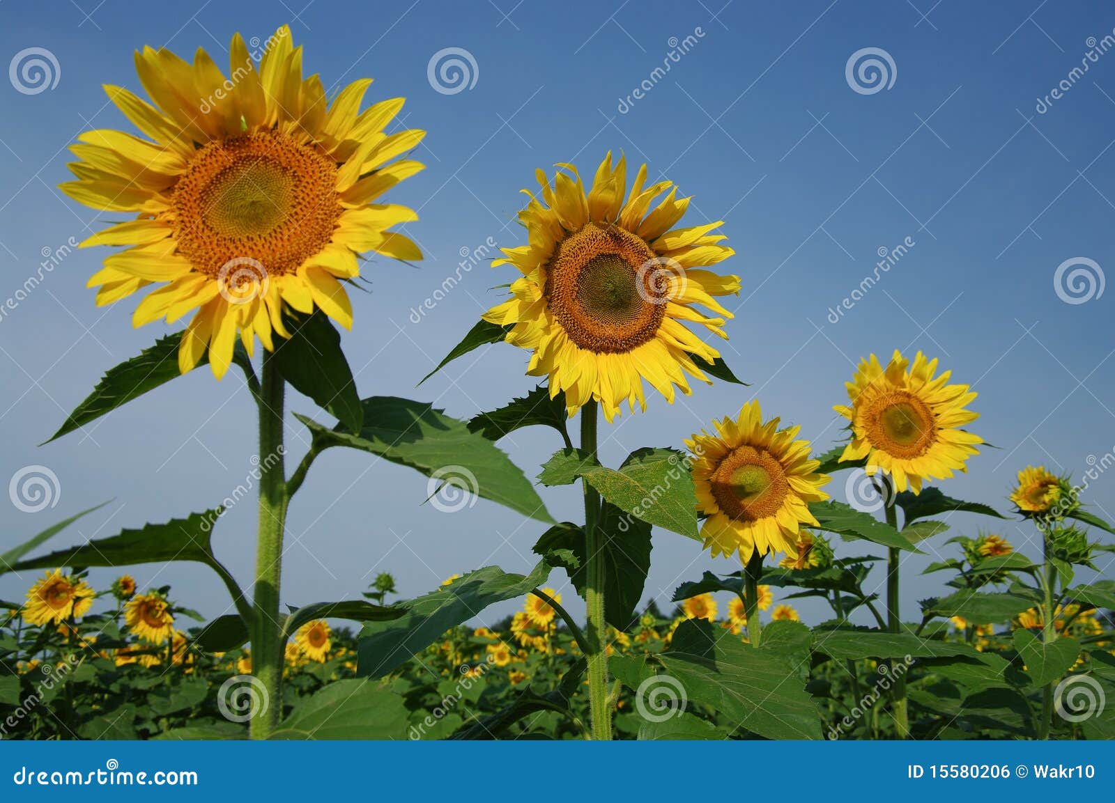 Solrosor arkivfoto. Bild av grön, fält, kultur, floror - 15580206