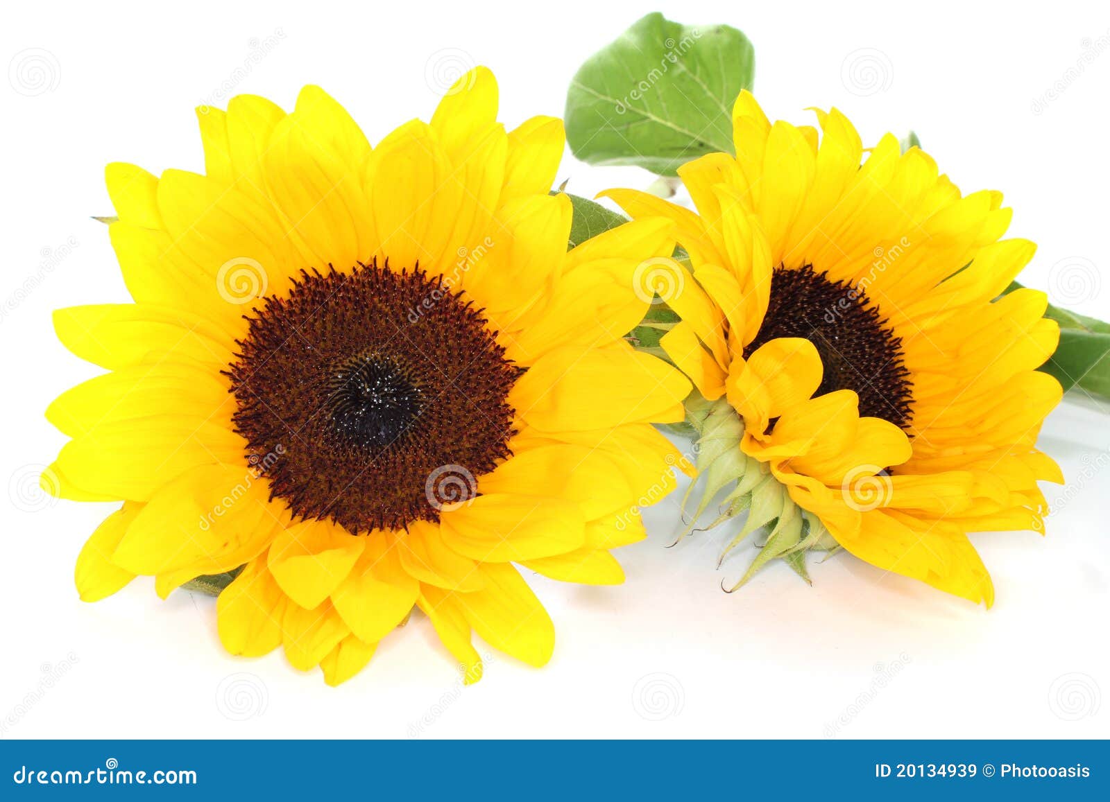 Solrosor fotografering för bildbyråer. Bild av blommor - 20134939