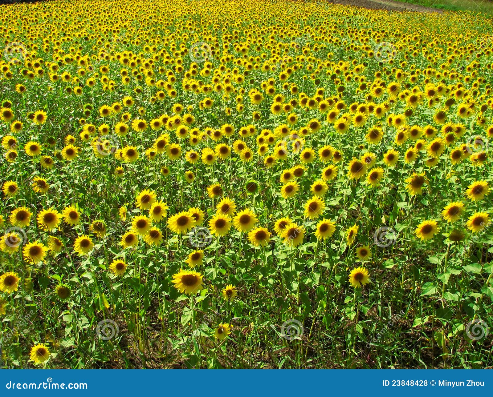 Solrosor arkivfoto. Bild av blomma, solros, ändlöst, koloni - 23848428