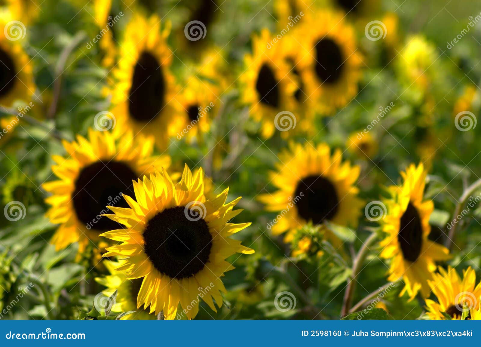 Solrosor arkivfoto. Bild av sommar, blomma, vibrerande - 2598160