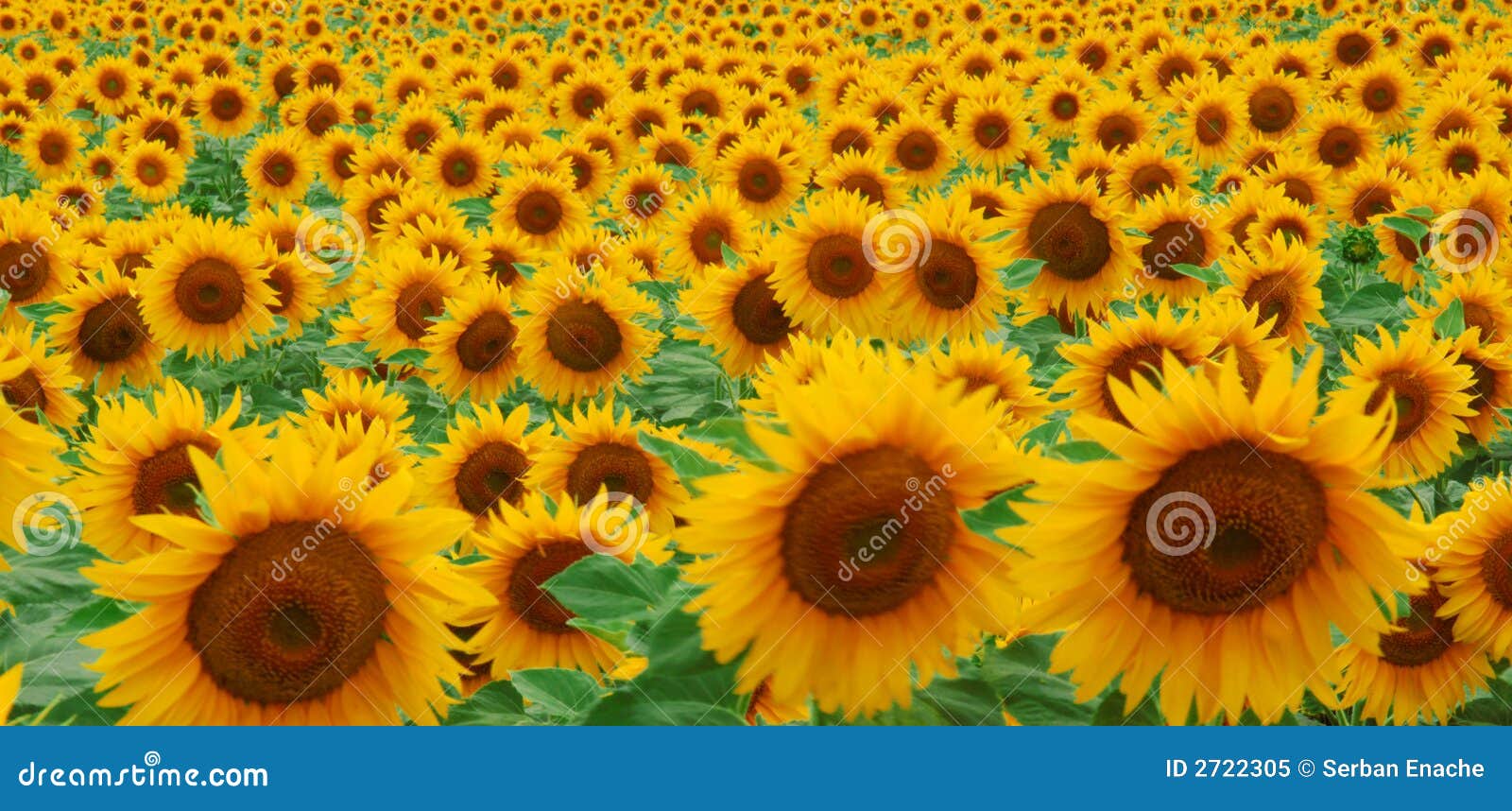 Solrosor fotografering för bildbyråer. Bild av skönhet - 2722305