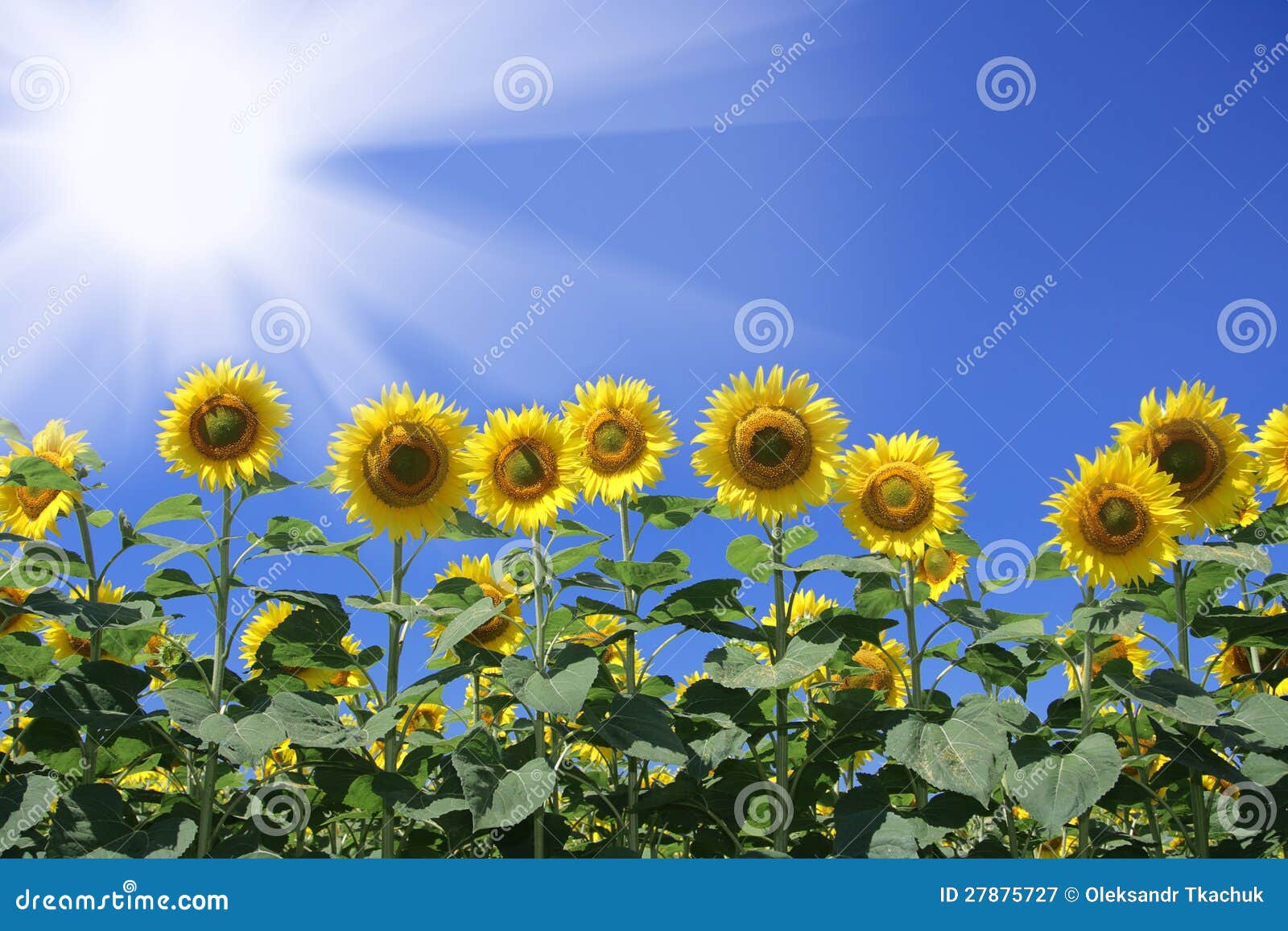 Solrosor fotografering för bildbyråer. Bild av blommor - 27875727