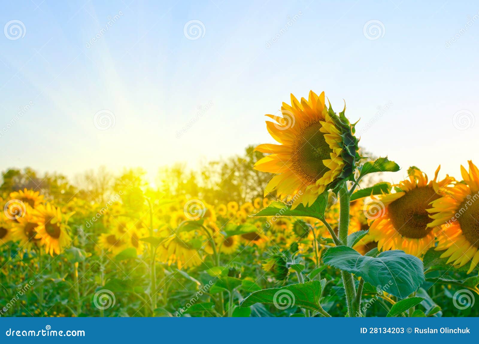 Solrosor fotografering för bildbyråer. Bild av natur - 28134203