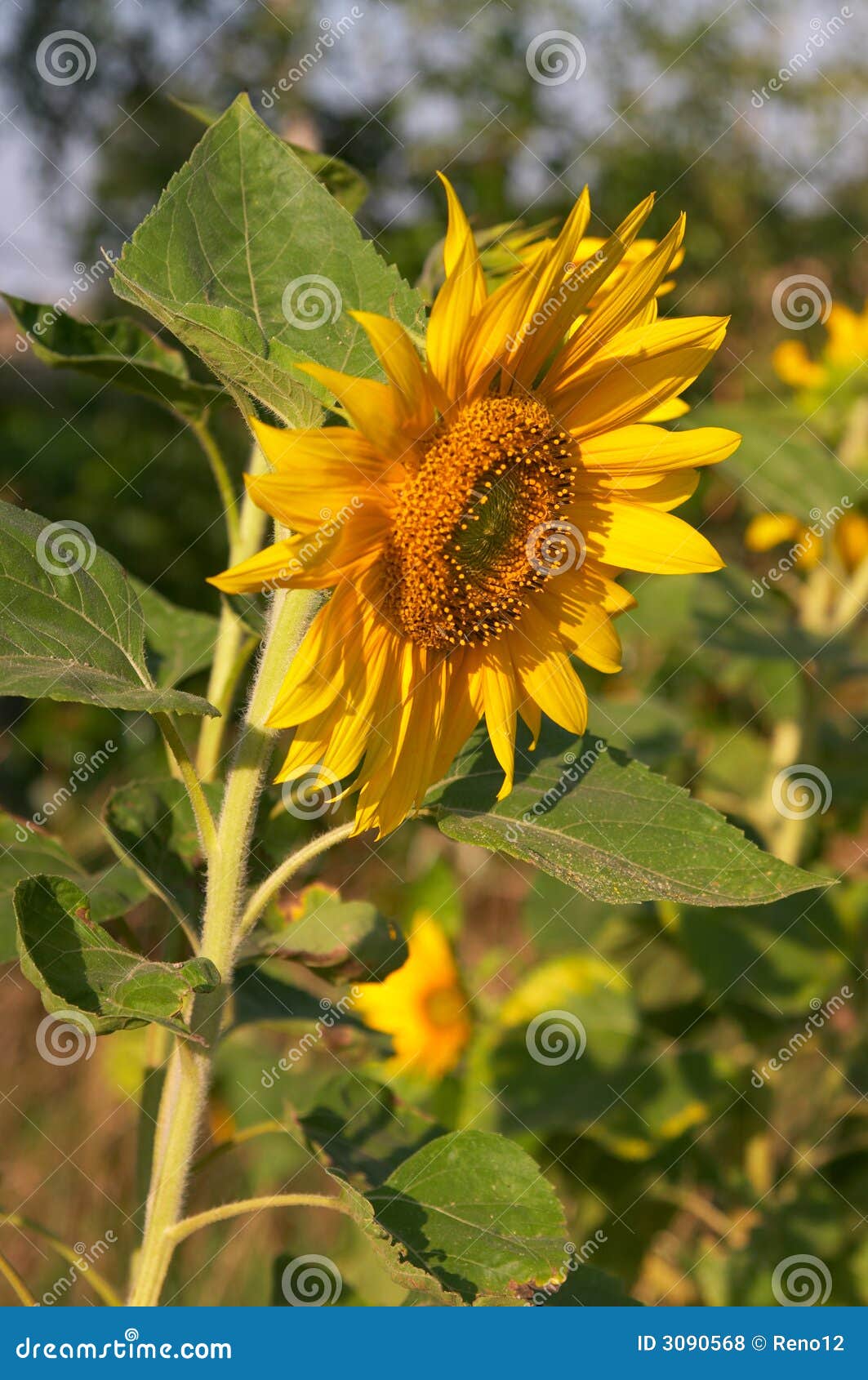 Solrosor arkivfoto. Bild av blommor, soligt, härlig, solros - 3090568