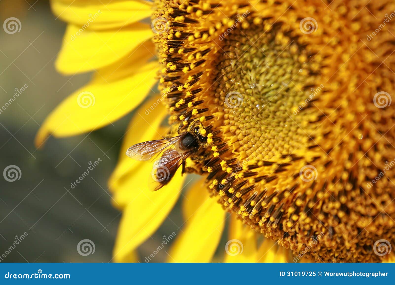 Solrosor fotografering för bildbyråer. Bild av inget - 31019725