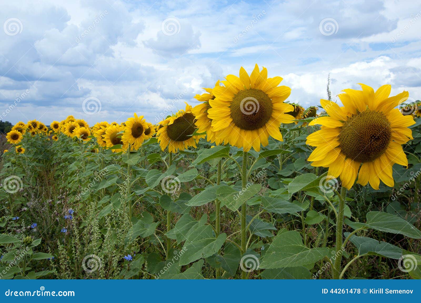 Solrosor arkivfoto. Bild av horisont, organiskt, härlig - 44261478