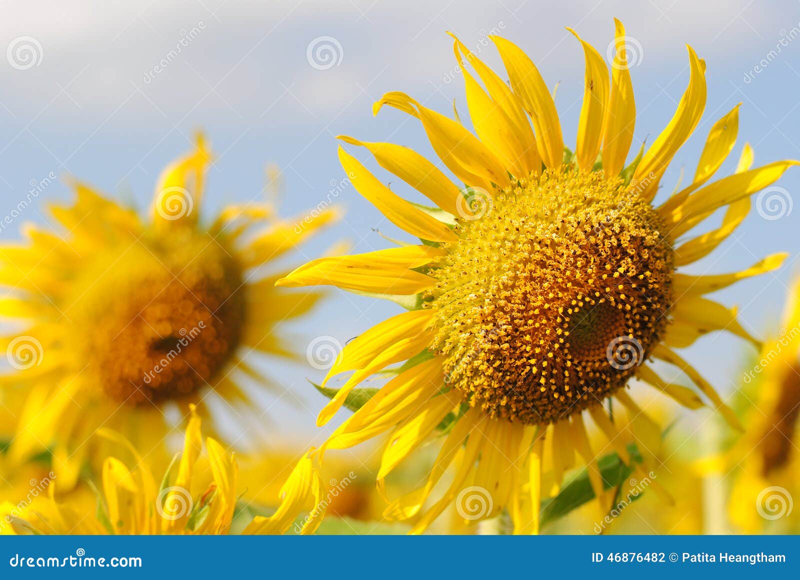 Solrosor arkivfoto. Bild av himmel, brigham, tillväxt - 46876482