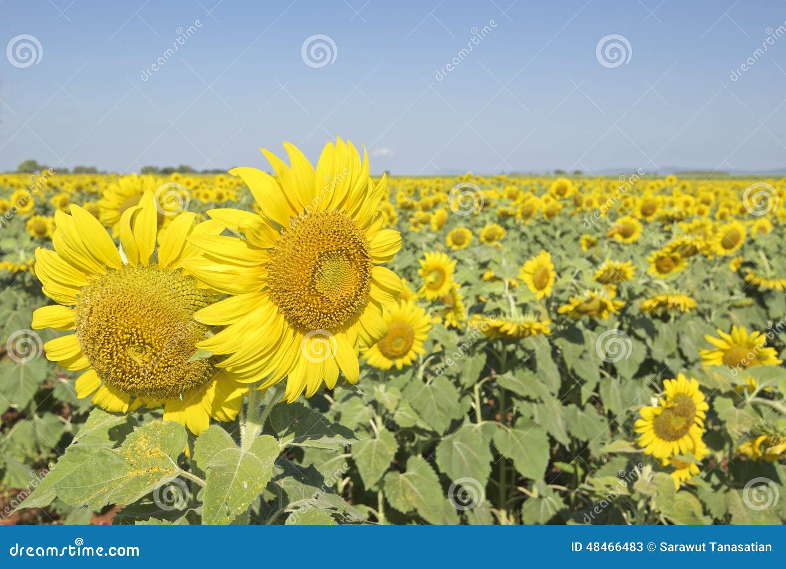 Solrosor fotografering för bildbyråer. Bild av himmel - 48466483