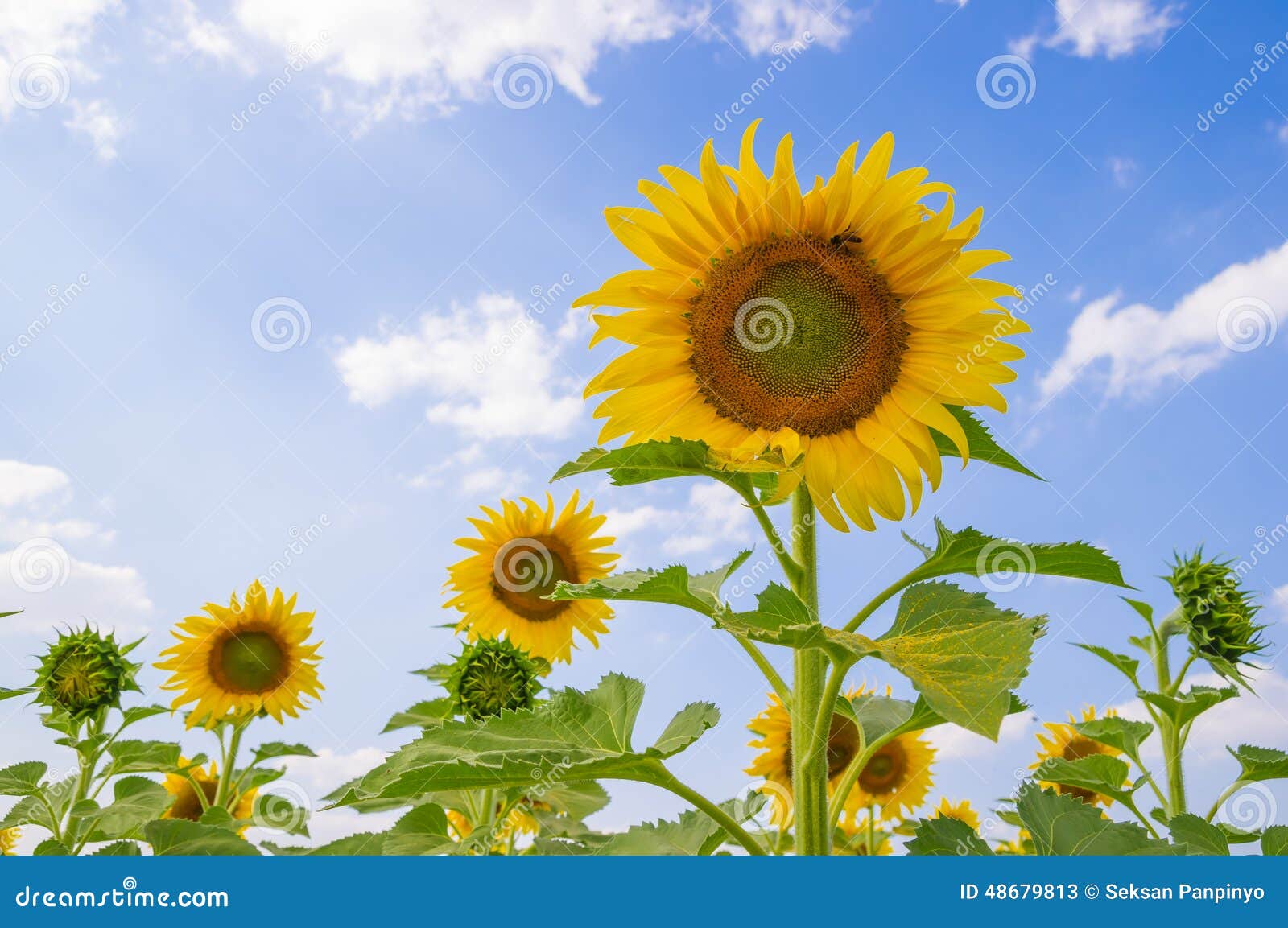 Solrosor fotografering för bildbyråer. Bild av solljus - 48679813