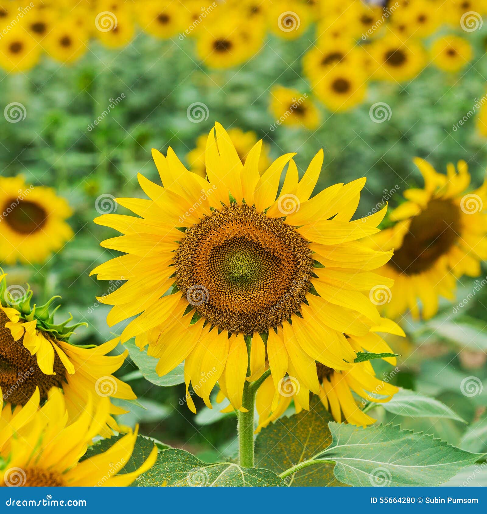 Solrosor arkivfoto. Bild av löv, bild, grupp, horisontal - 55664280