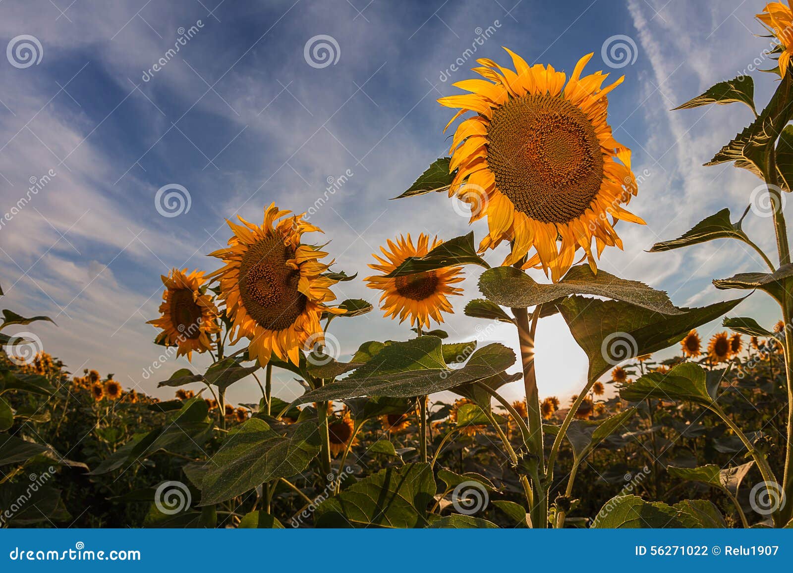 Solrosor arkivfoto. Bild av jord, stängning, fält, tillväxt - 56271022