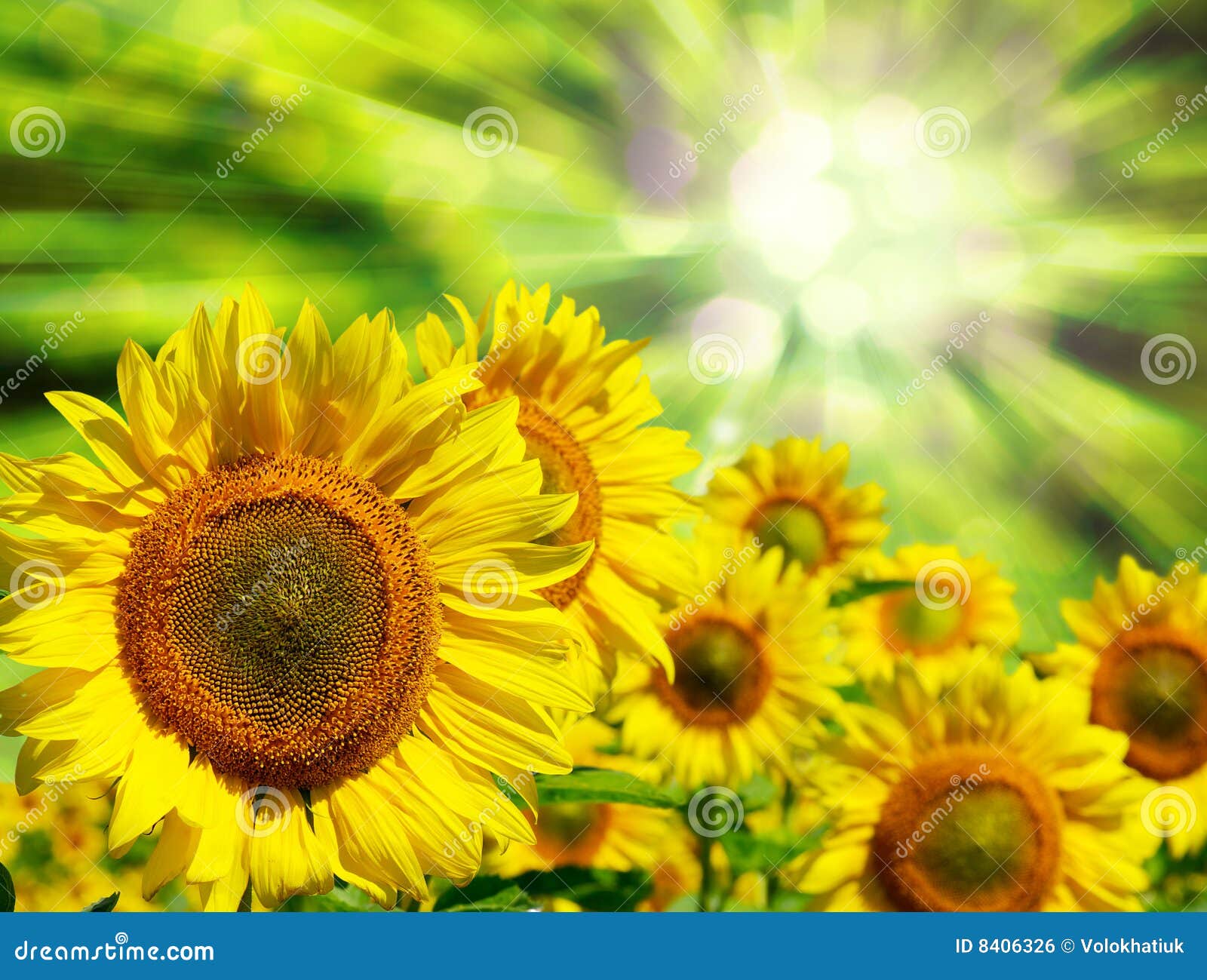 Solrosor arkivfoto. Bild av solros, blomma, vibrerande - 8406326