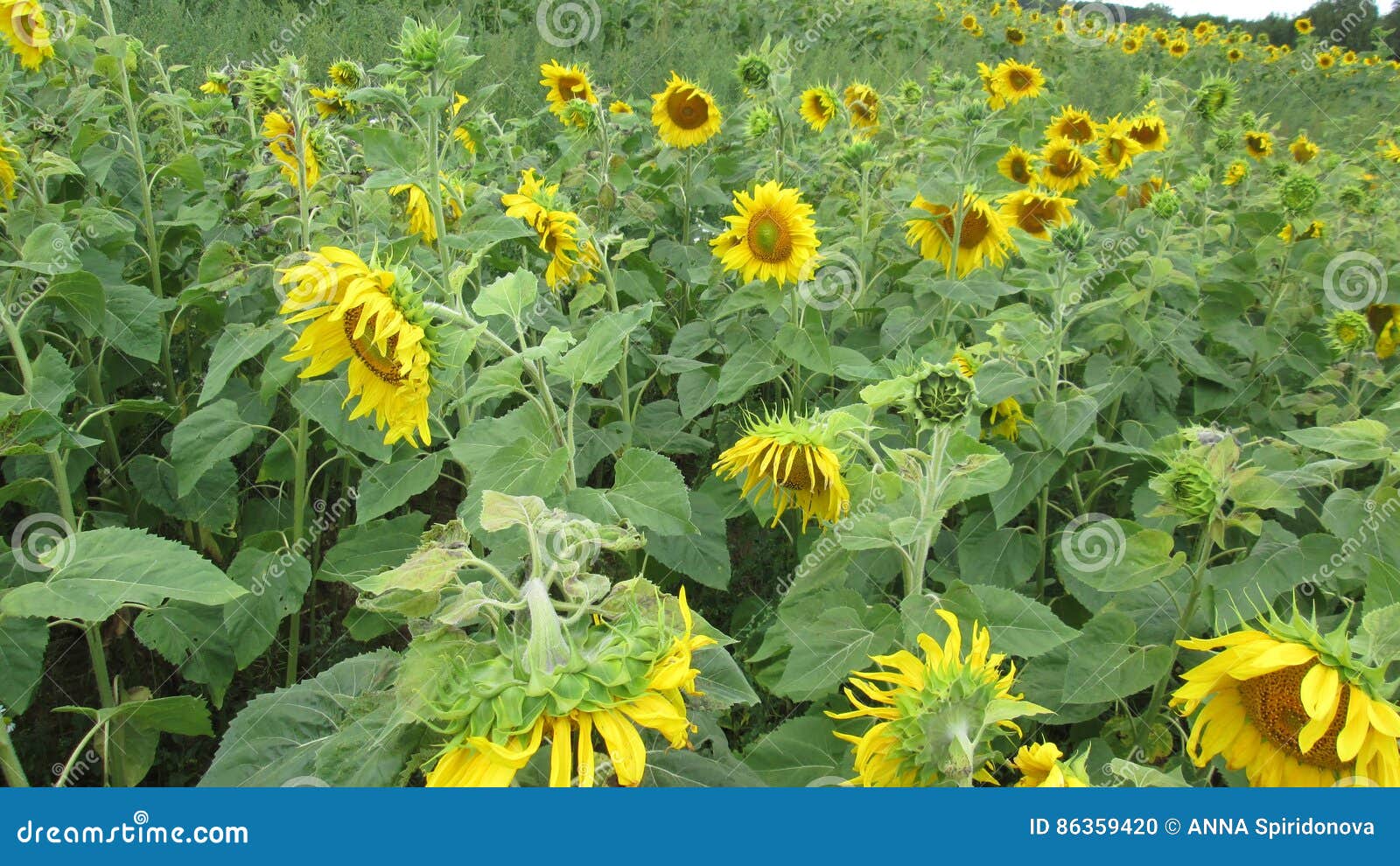 Solrosor arkivfoto. Bild av bakgrund, solrosor, solros - 86359420