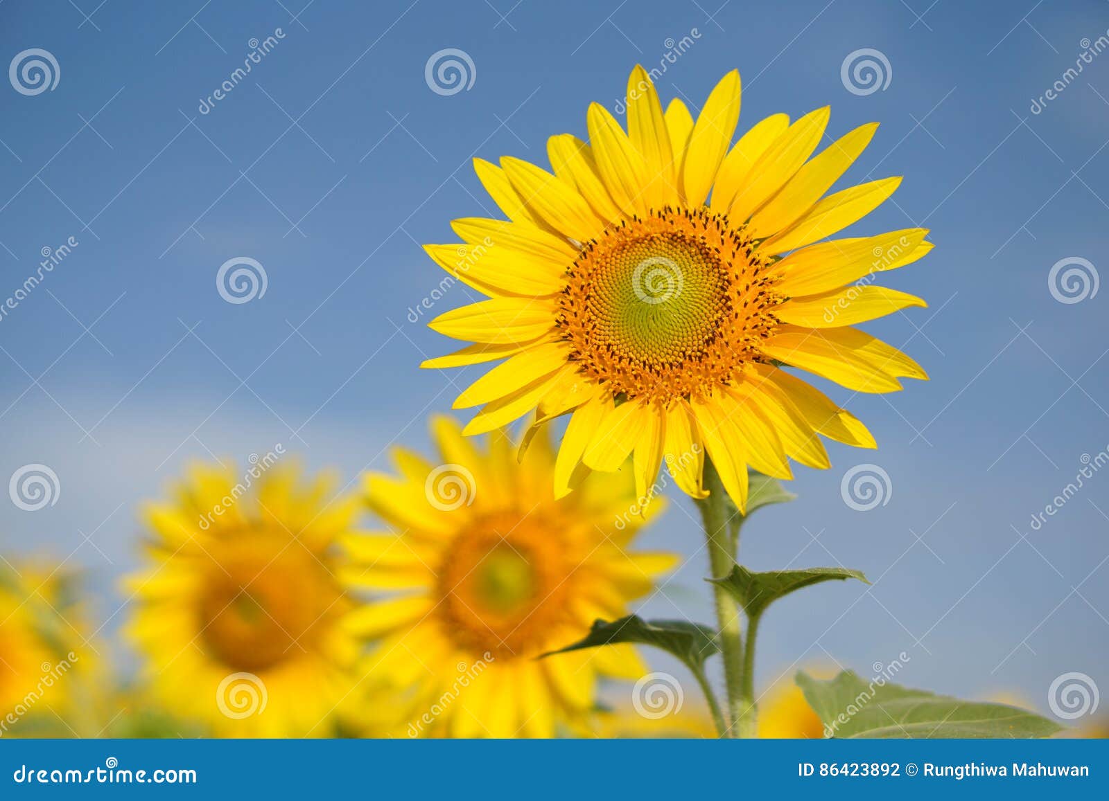 Solrosor arkivfoto. Bild av turnera, leende, solrosor - 86423892