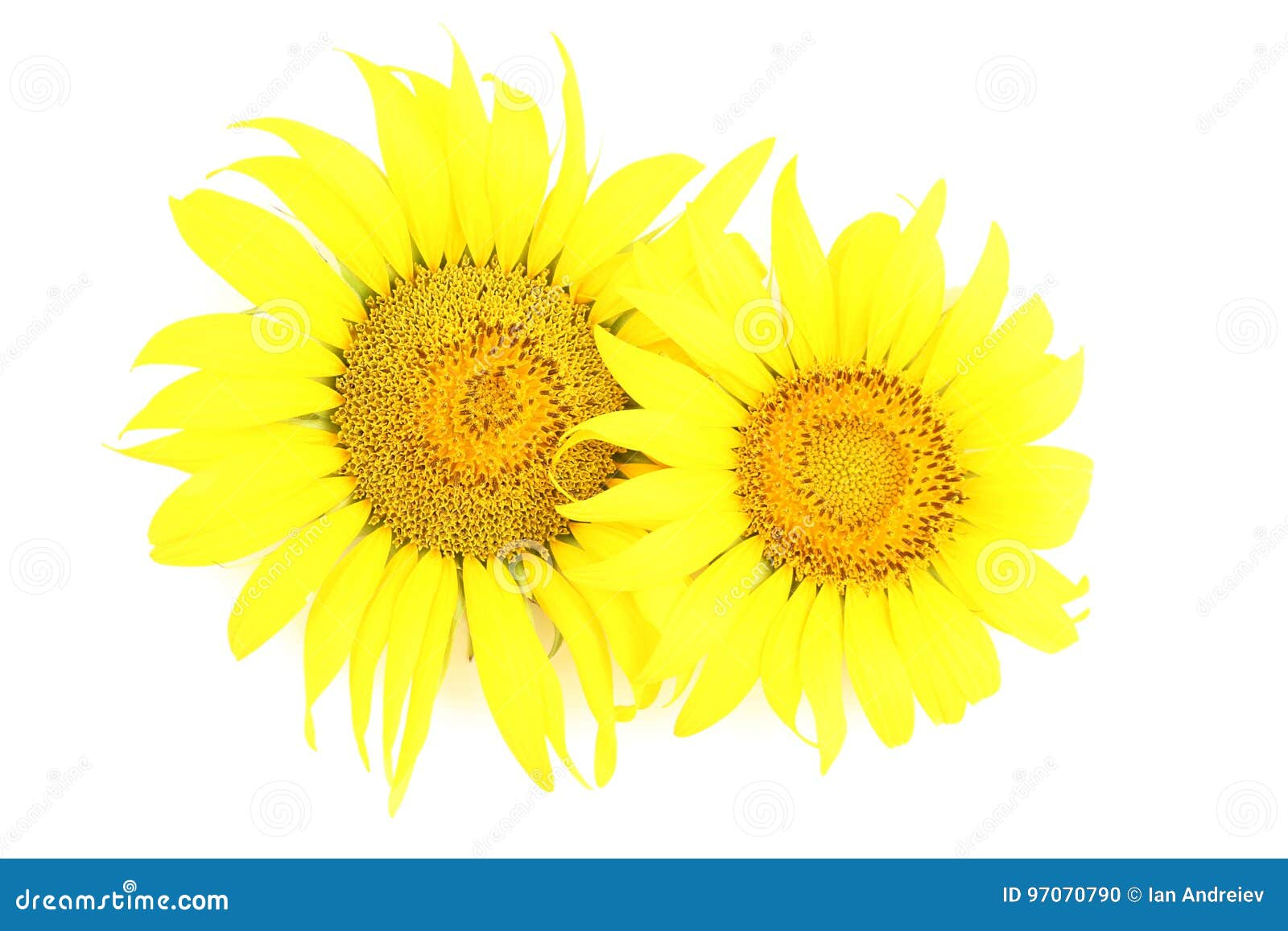 Solrosor arkivfoto. Bild av cirkel, skönhet, härlig, isolerat - 97070790