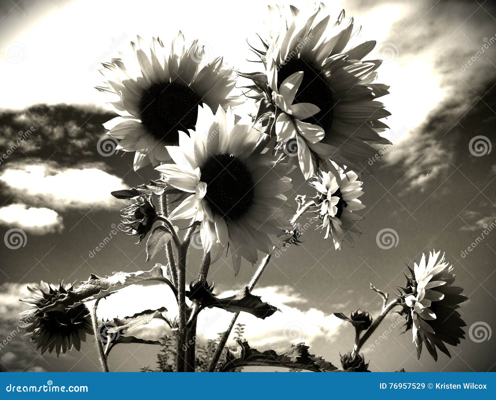 Solrosor i svartvitt fotografering för bildbyråer. Bild av blodsugare ...
