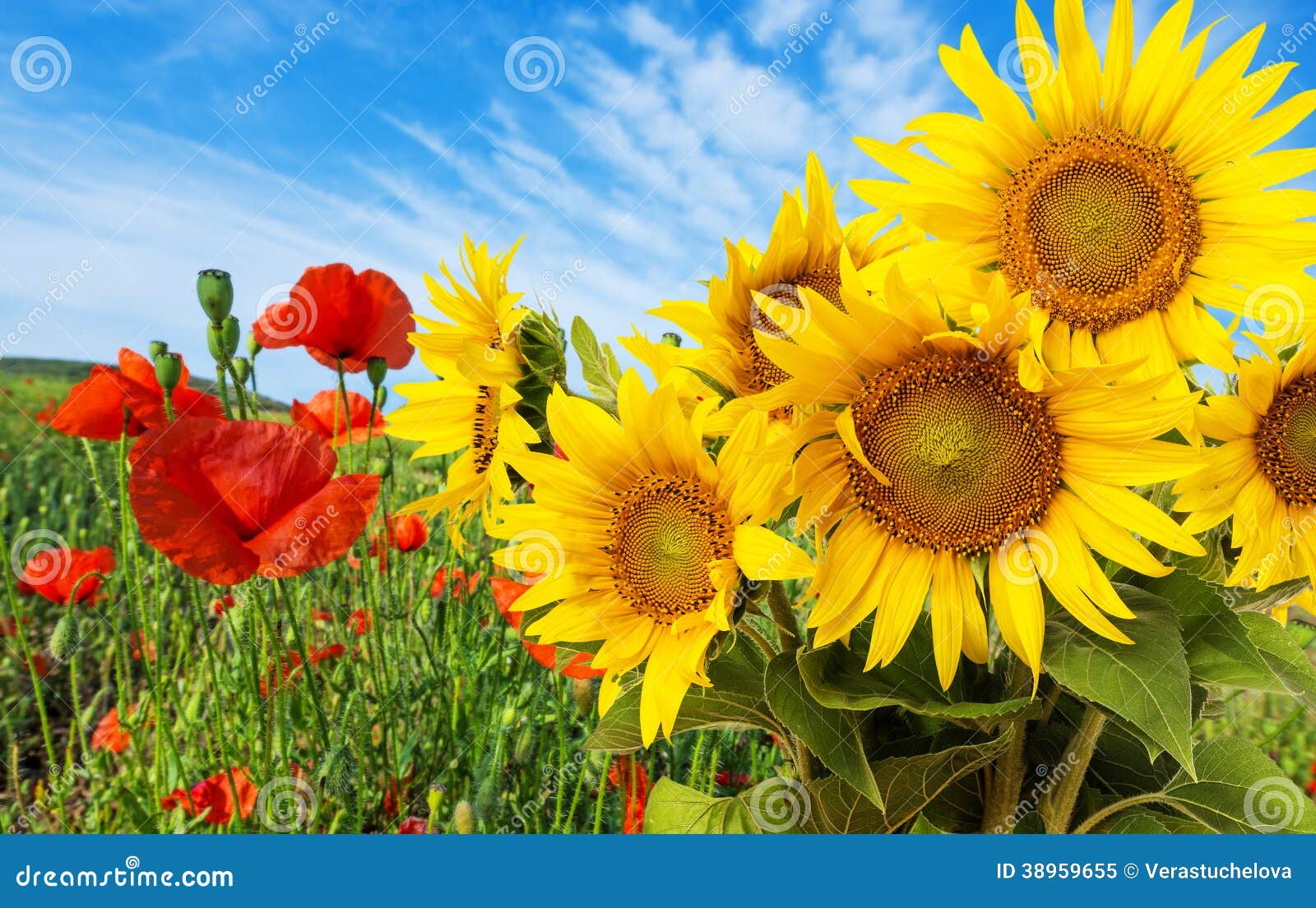 Solrosor och vallmo fotografering för bildbyråer. Bild av bygd - 38959655