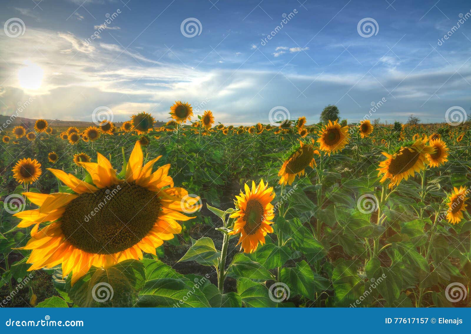 Solrosor - sommarbild fotografering för bildbyråer. Bild av slappt ...