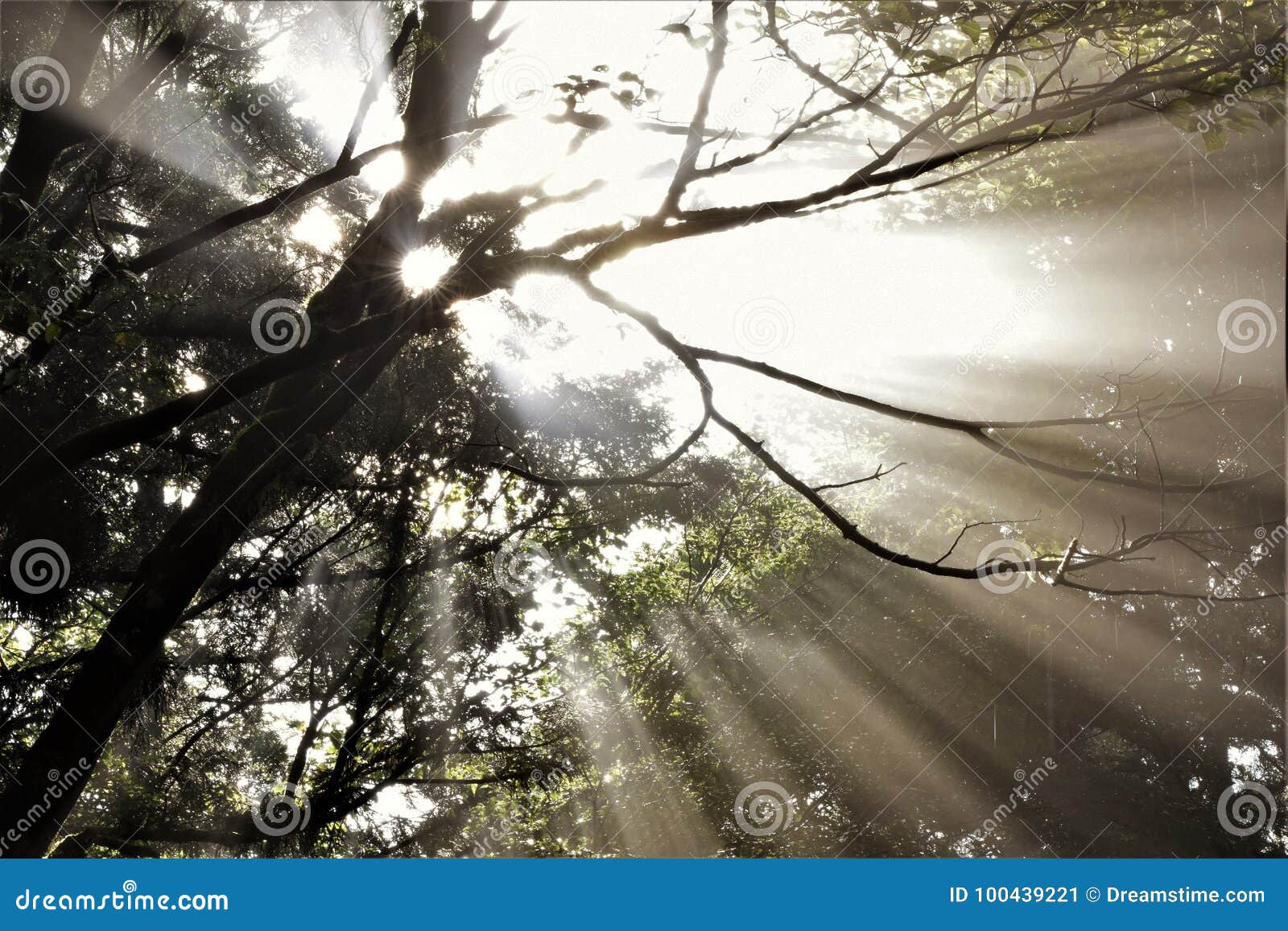 Solsken fotografering för bildbyråer. Bild av träd, växt - 100439221