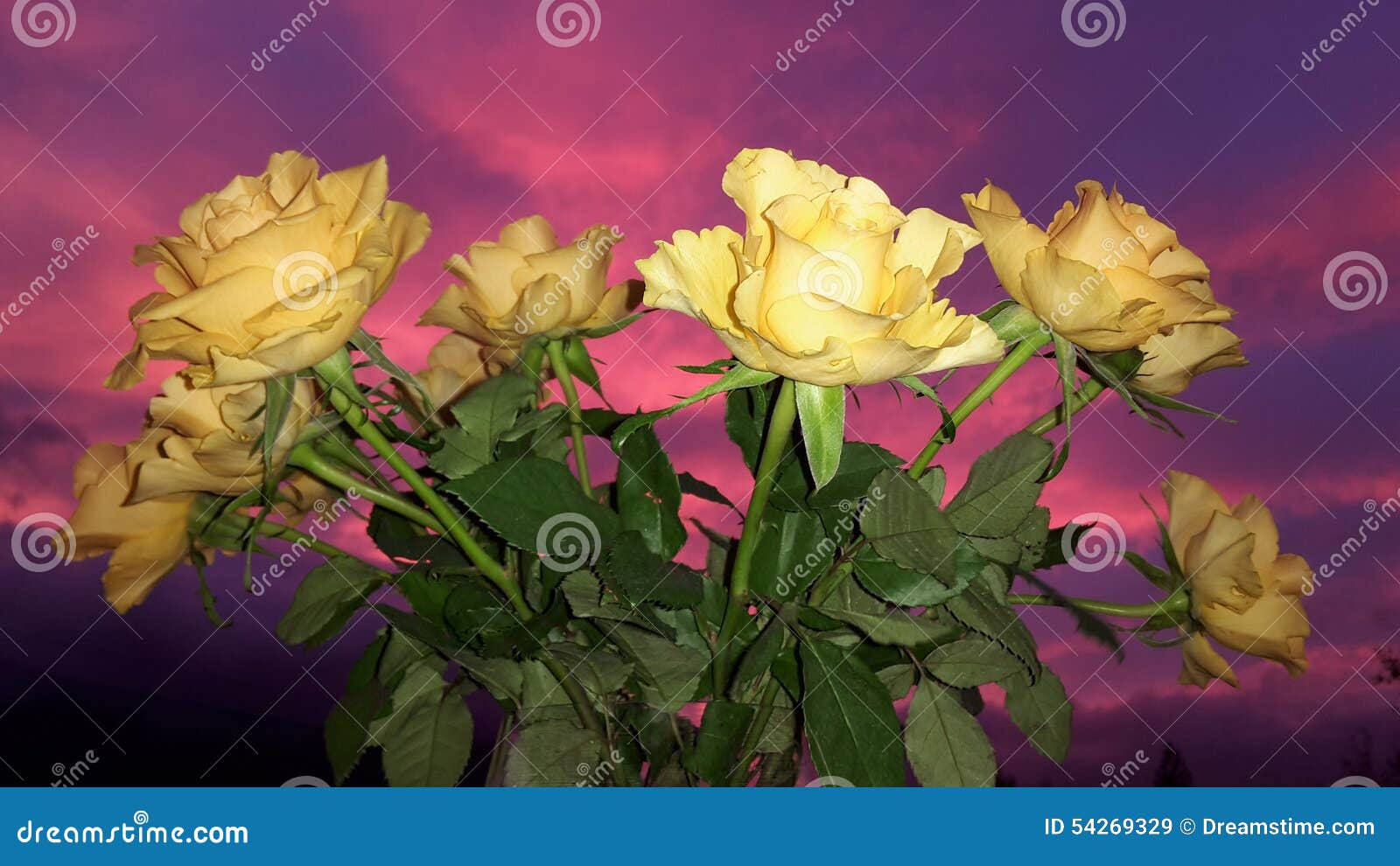 Solsken fotografering för bildbyråer. Bild av solsken - 54269329