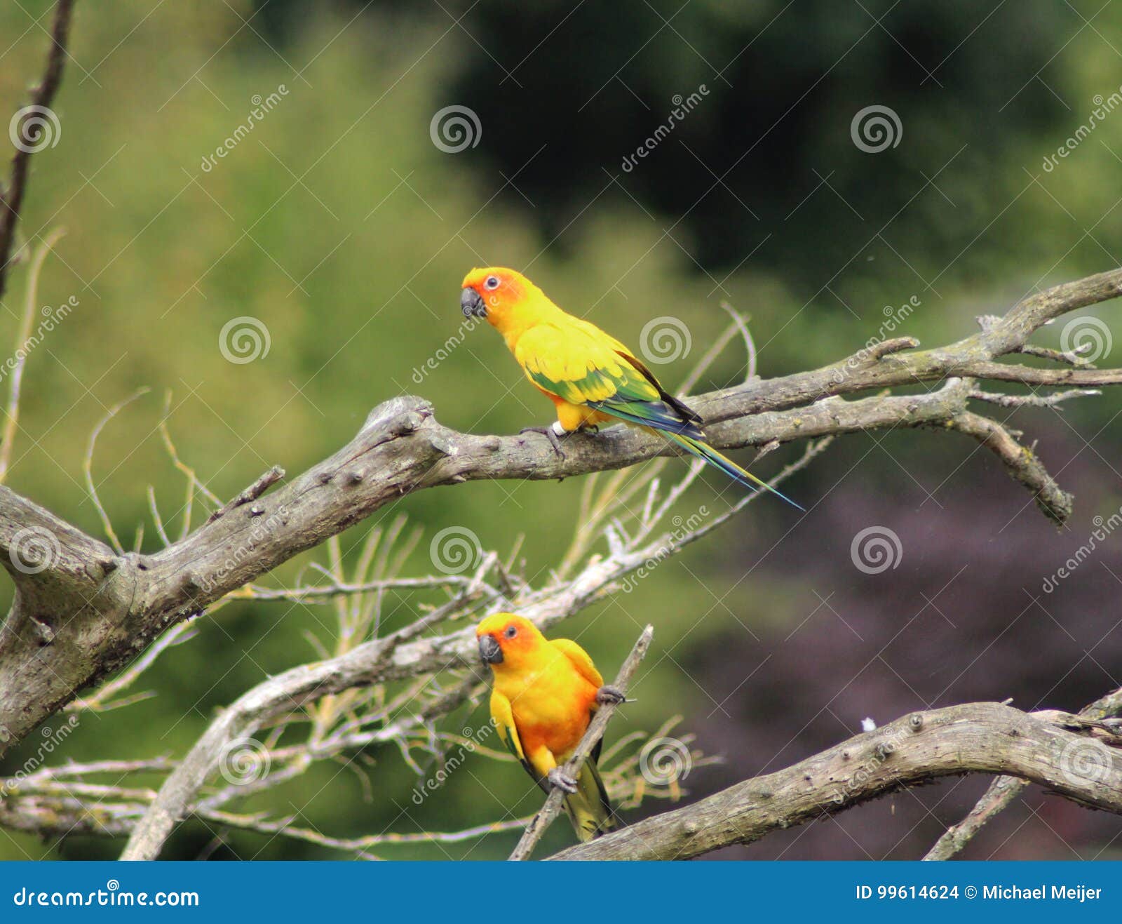 Solstitialis De Aratinga Do Periquito De Sun Foto de Stock - Imagem de ...