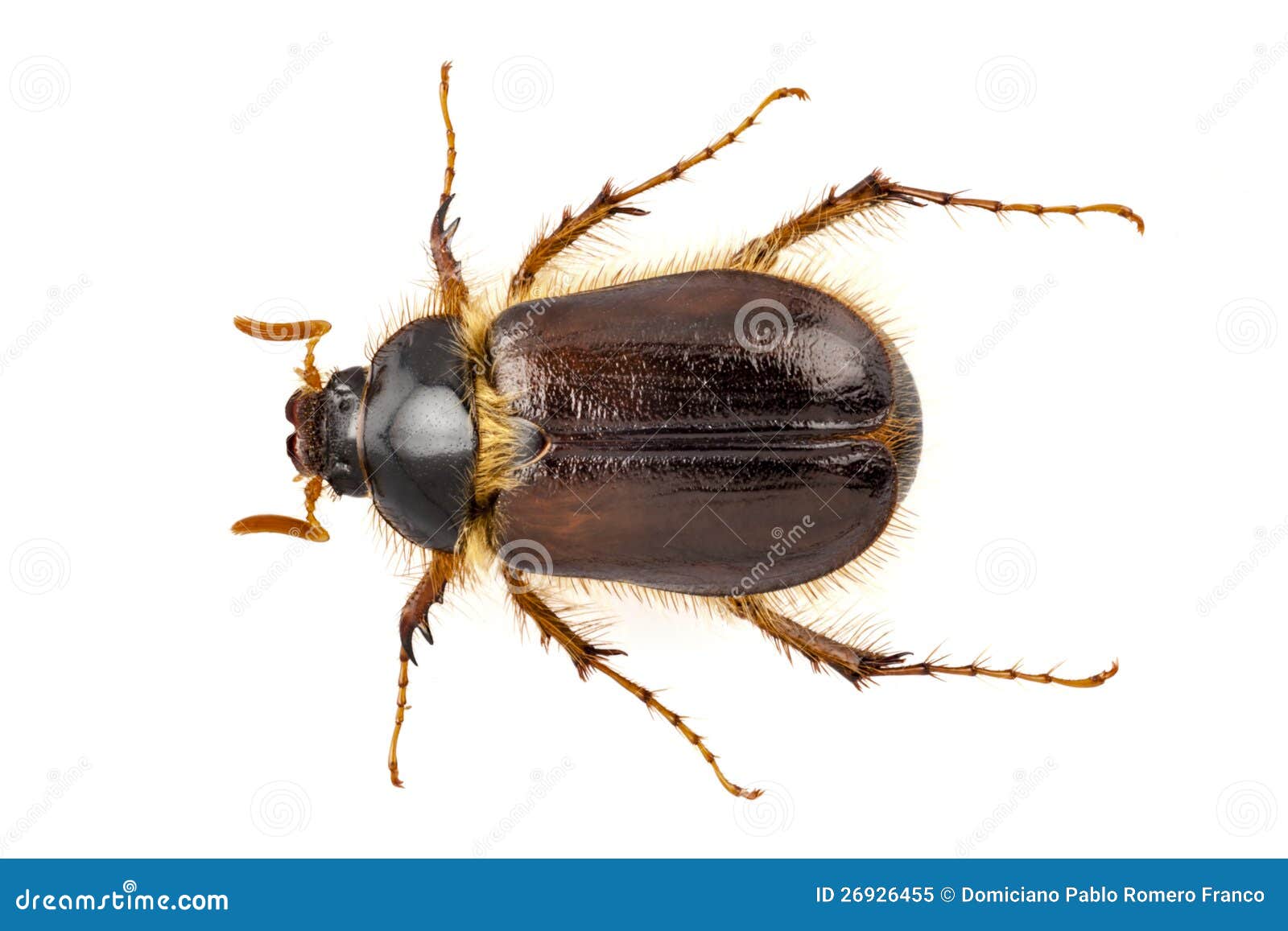 Solstitialis Van Amphimallon Van De Junikever of Juni Van De Kever ...